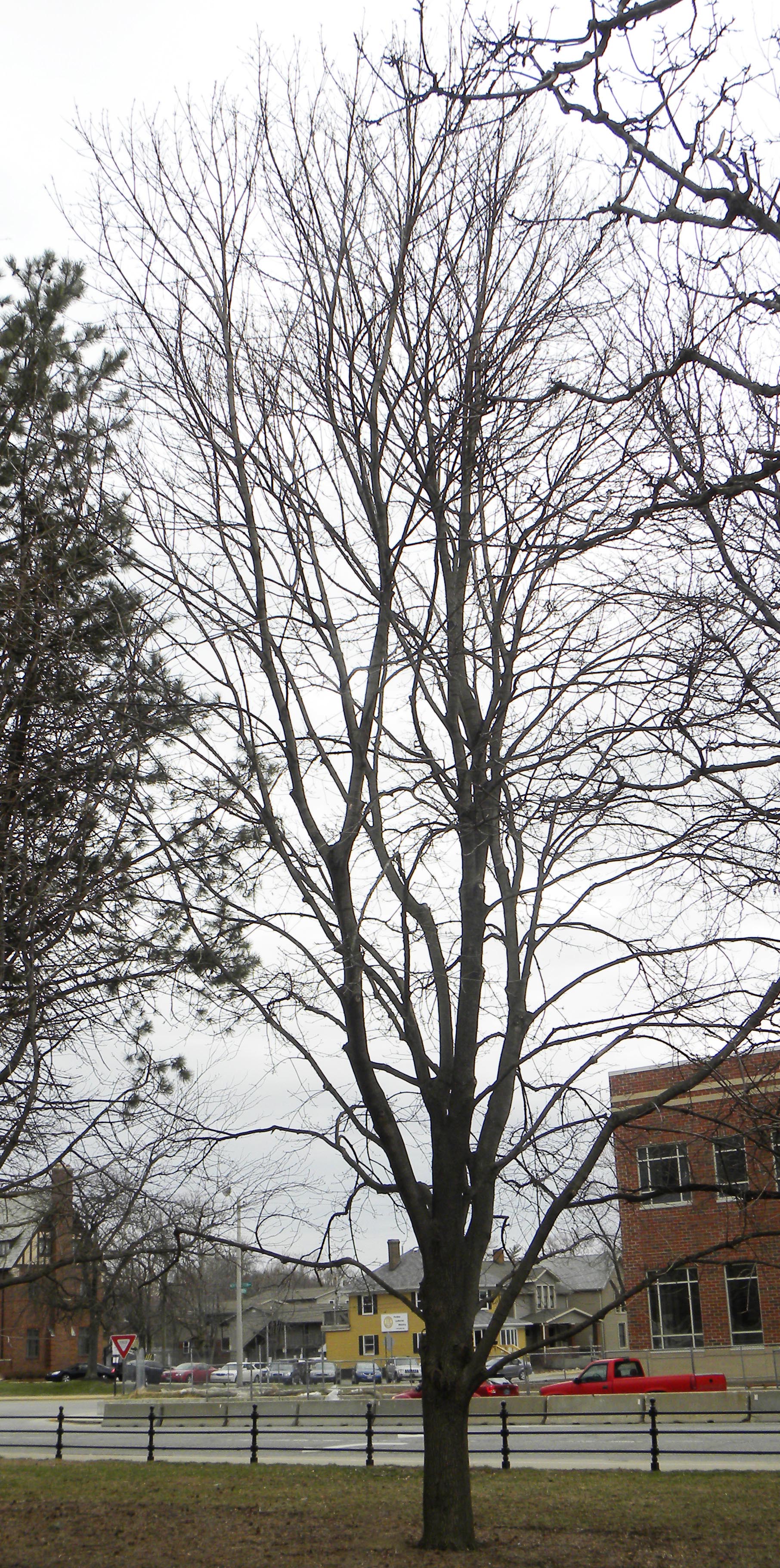 Acer platanoides ‘Emerald Queen’ – Purdue Arboretum Explorer