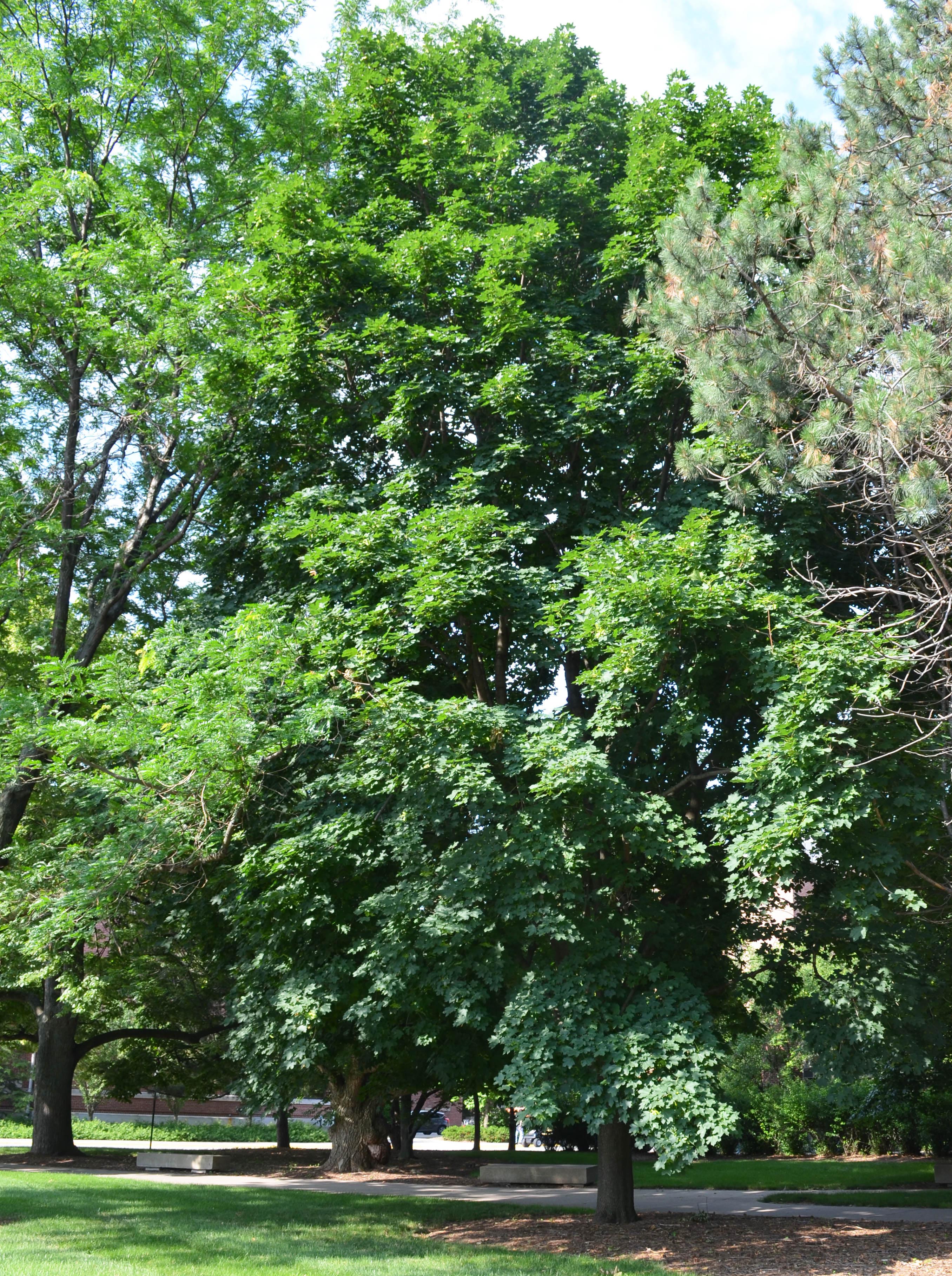Acer platanoides ‘Emerald Queen’ – Purdue Arboretum Explorer