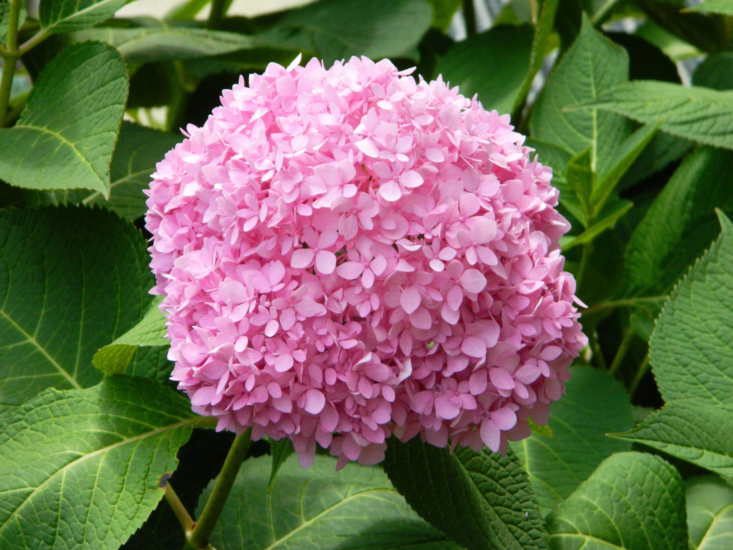 Hydrangea macrophylla ‘Bailmer’ [sold as Endless Summer®] – Purdue ...