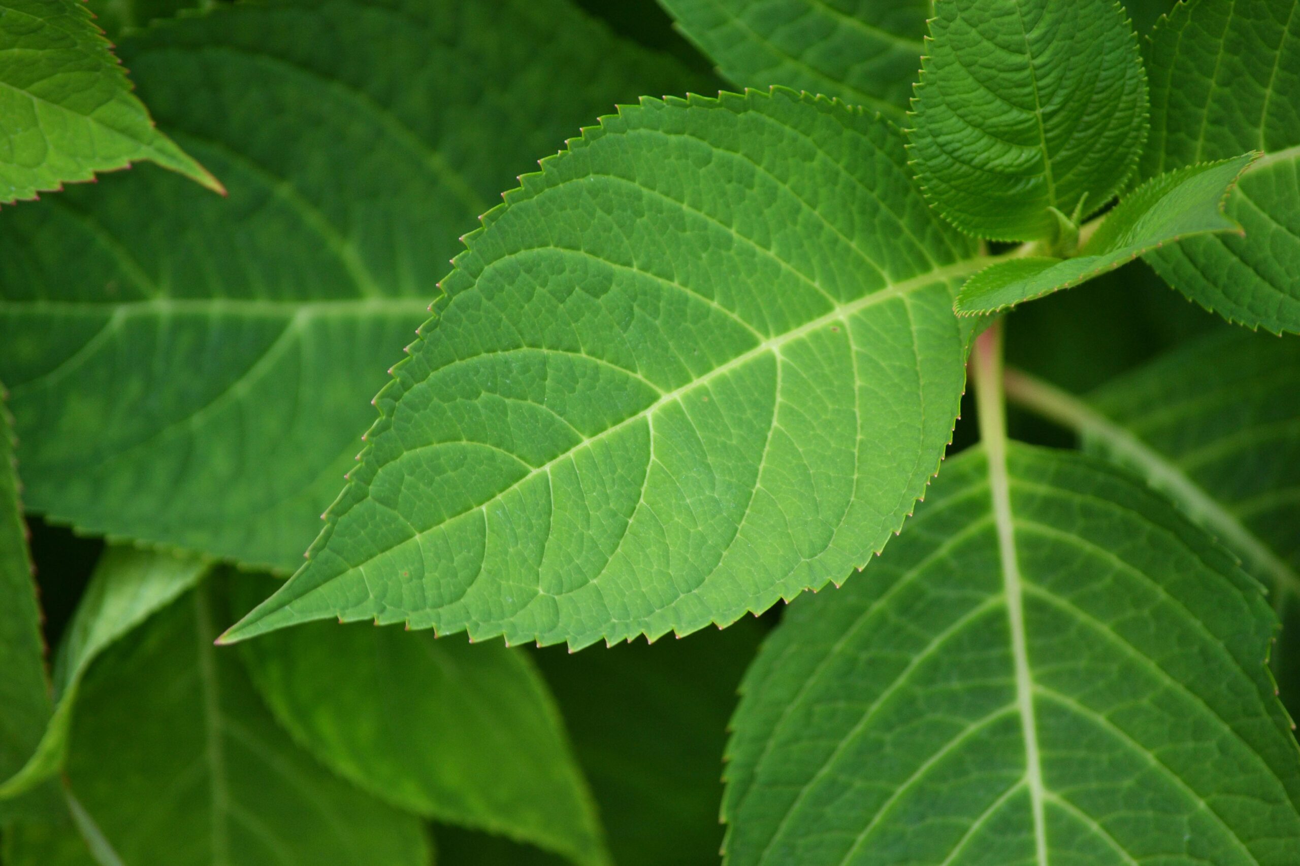 Hydrangea macrophylla ‘Bailmer’ [sold as Endless Summer®] – Purdue ...