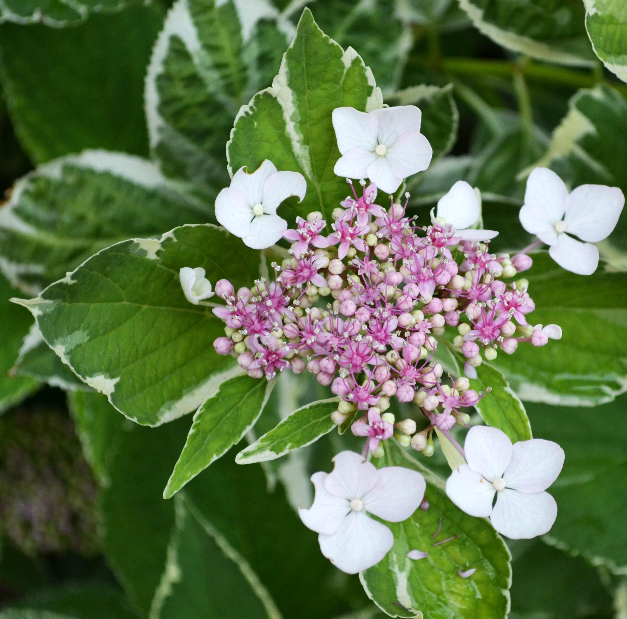 Hydrangea macrophylla ‘Mariesii Variegata’ – Purdue Arboretum Explorer