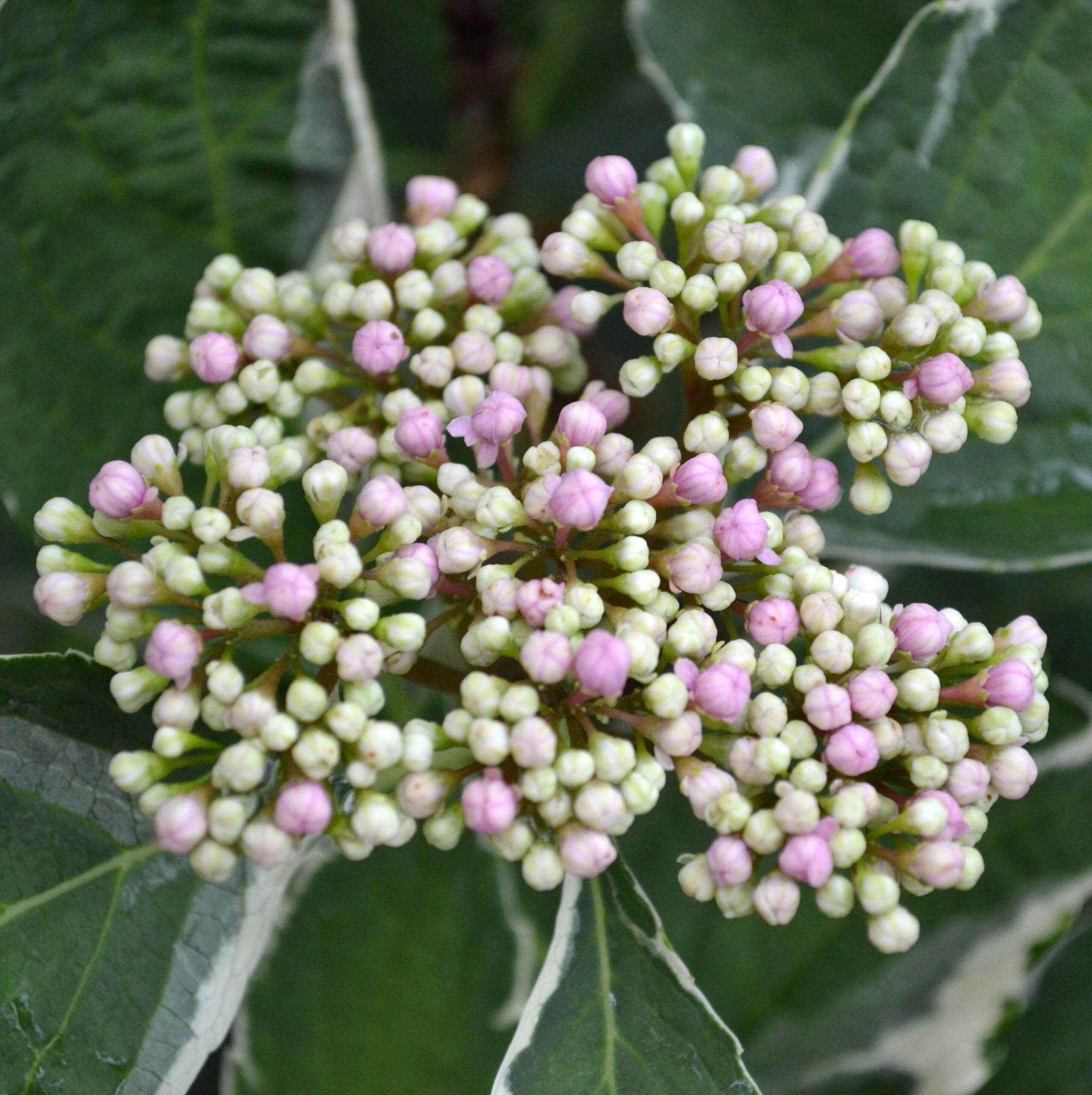 Hydrangea macrophylla ‘Mariesii Variegata’ – Purdue Arboretum Explorer