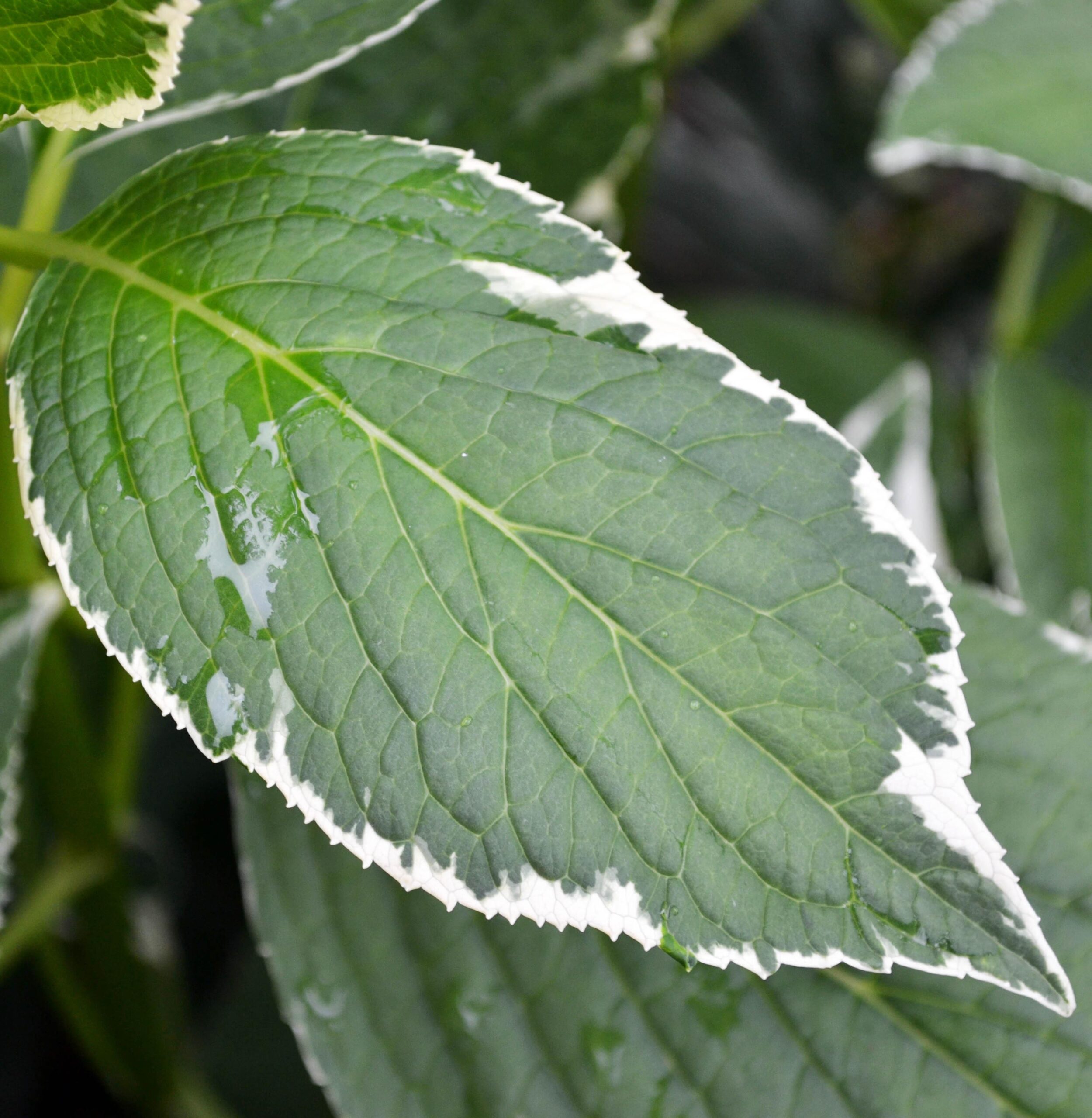 Hydrangea macrophylla ‘Mariesii Variegata’ – Purdue Arboretum Explorer