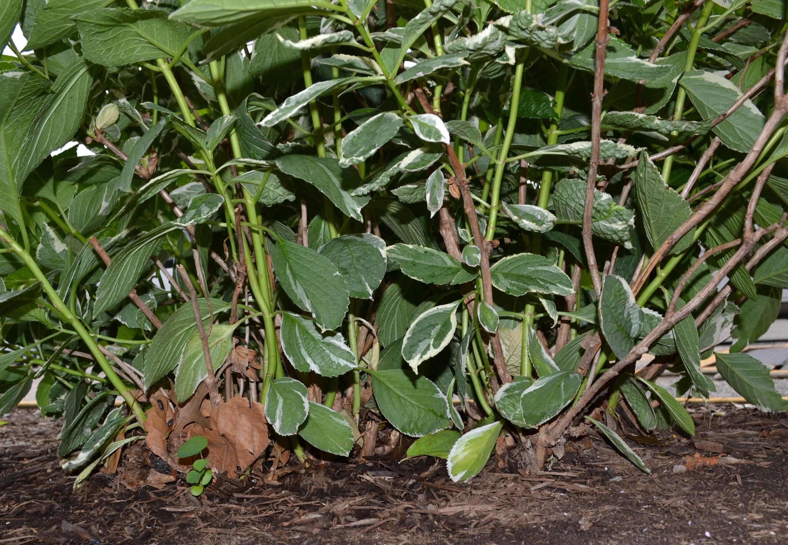 Hydrangea macrophylla ‘Mariesii Variegata’ – Purdue Arboretum Explorer
