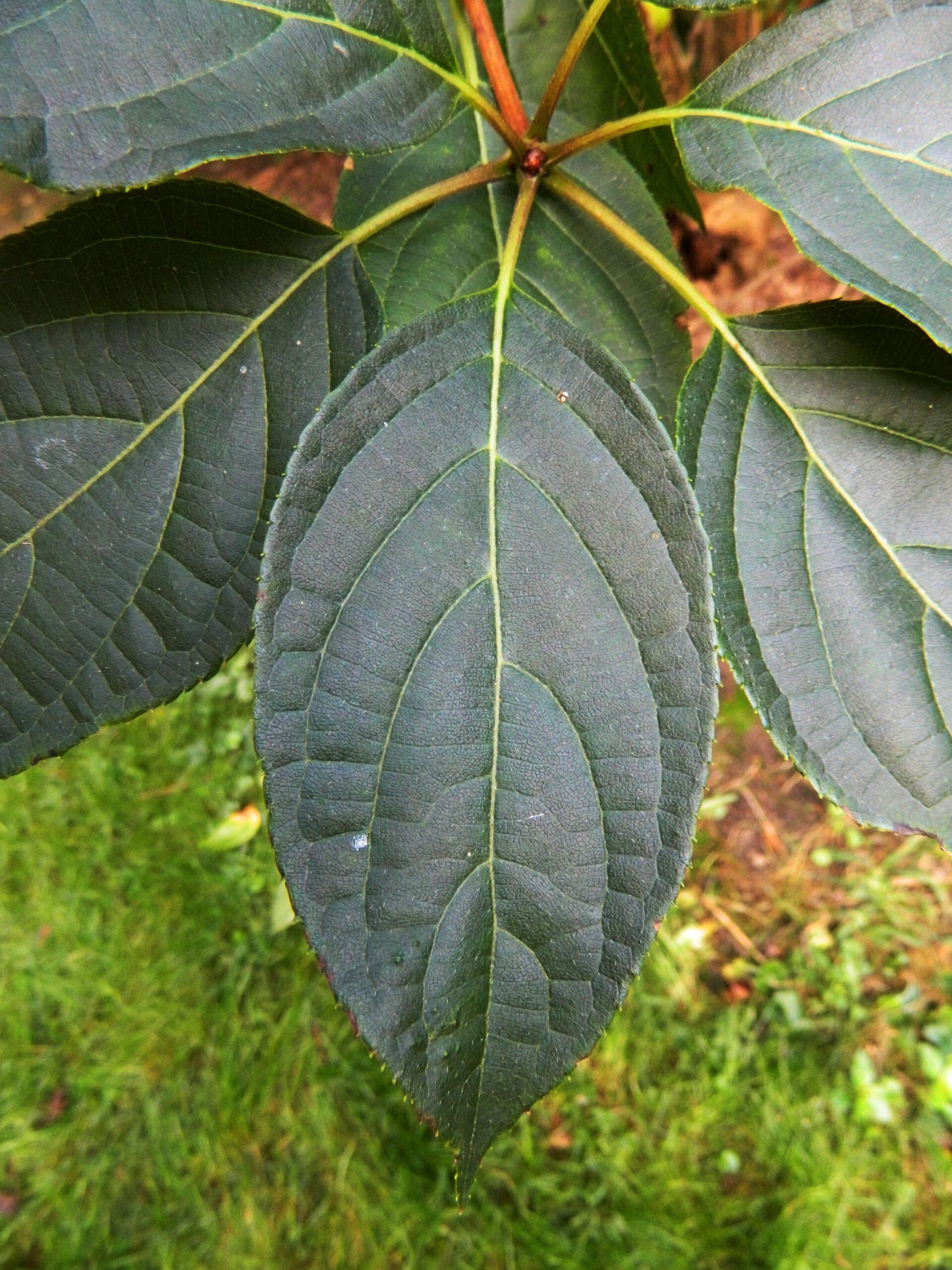 Hydrangea paniculata – Purdue Arboretum Explorer
