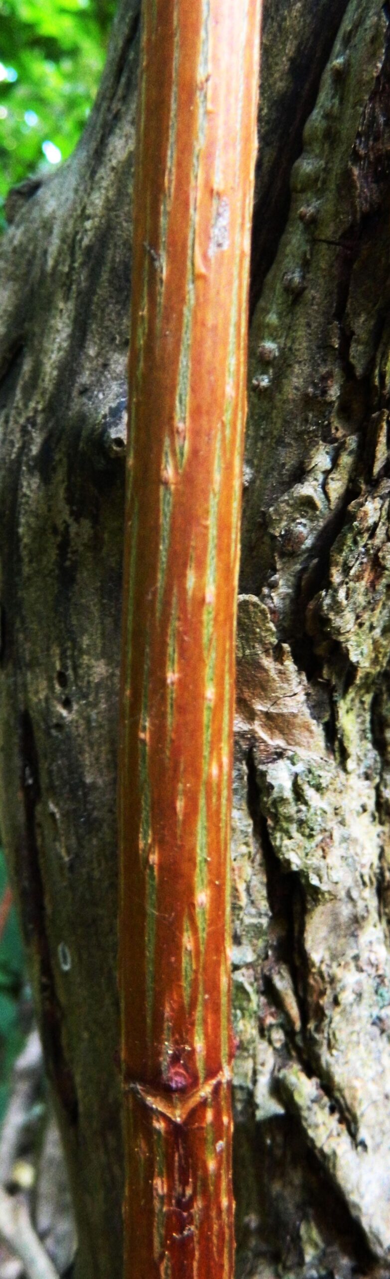 Hydrangea paniculata – Purdue Arboretum Explorer