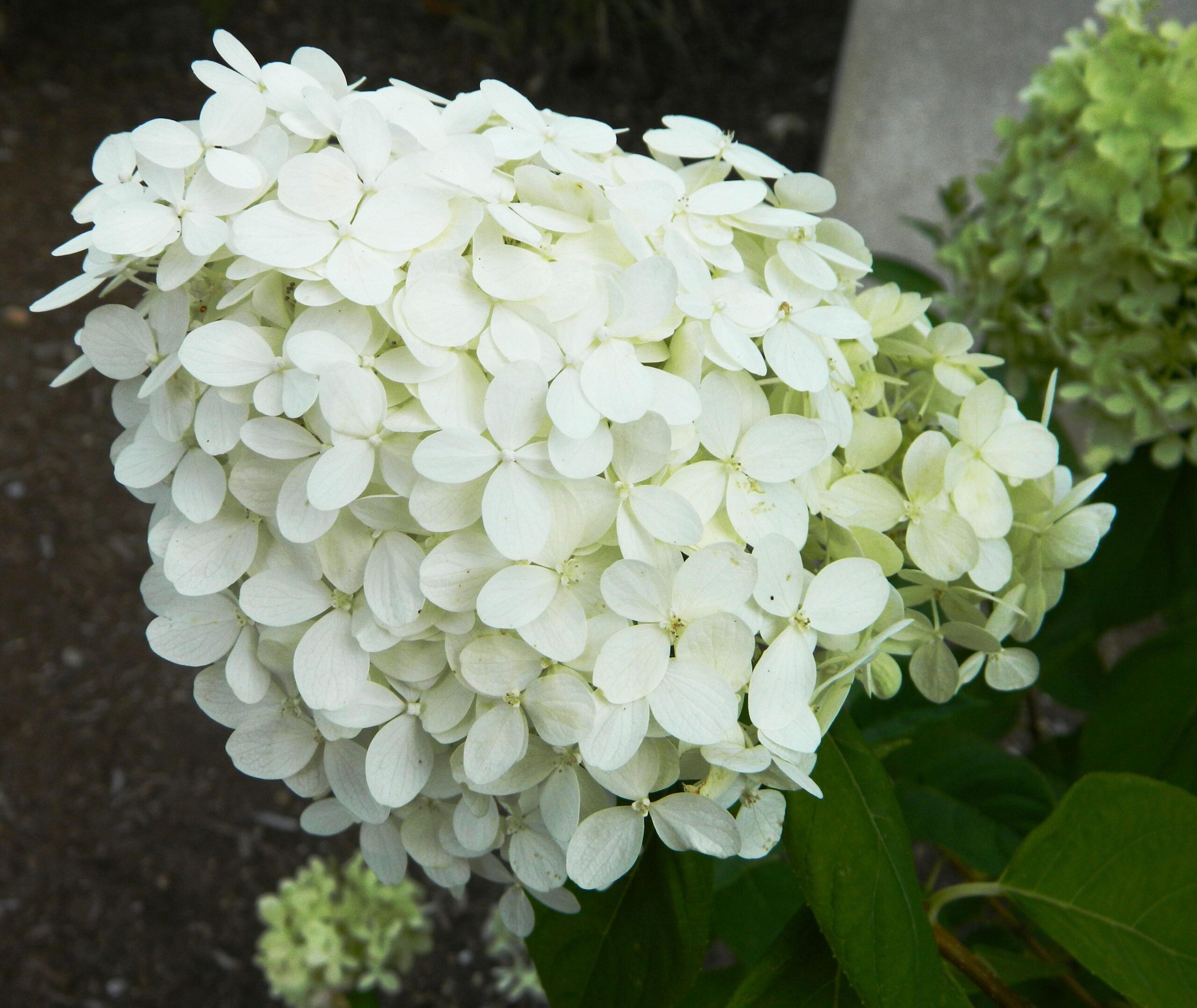 Hydrangea paniculata ‘Limelight’ [sold as Limelight®] – Purdue ...