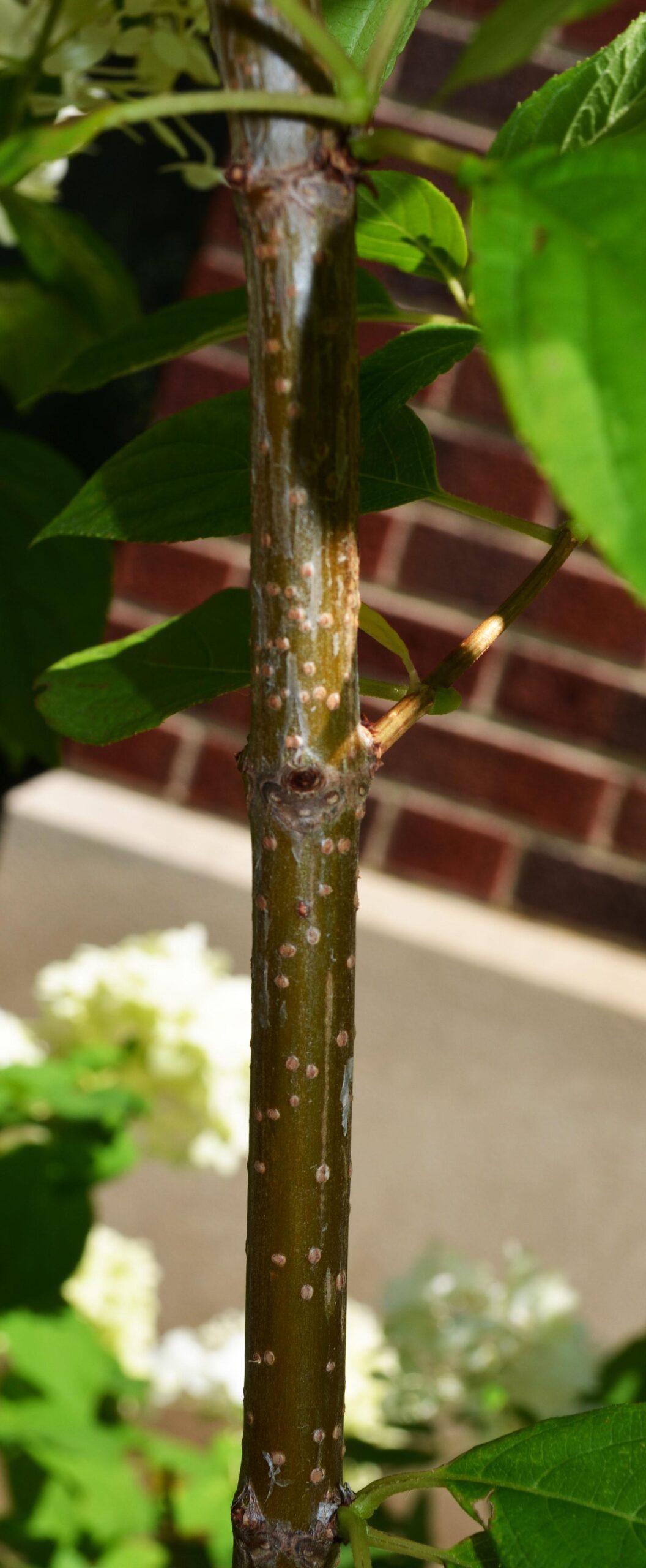 Hydrangea paniculata ‘Limelight’ [sold as Limelight®] – Purdue ...
