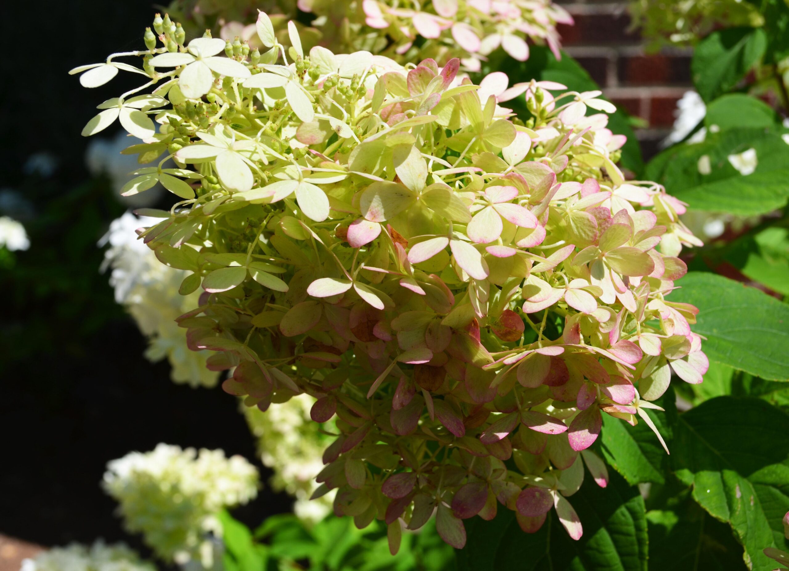 Hydrangea paniculata ‘Limelight’ [sold as Limelight®] – Purdue ...
