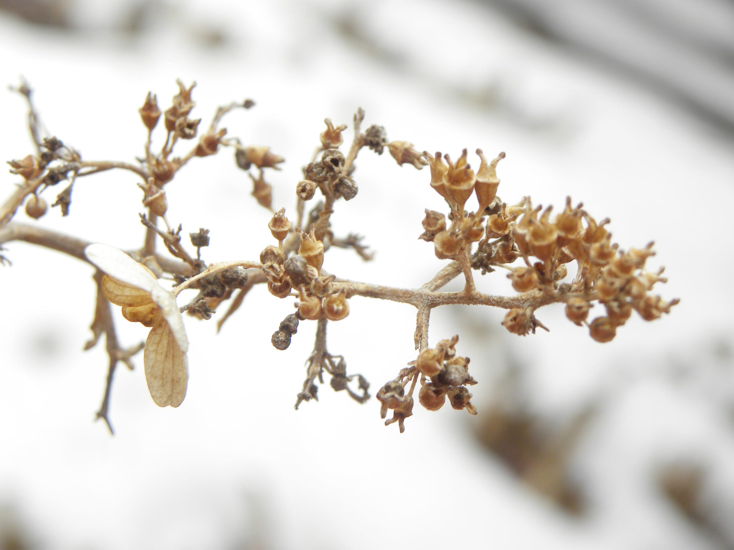 Hydrangea paniculata ‘Tardiva’ – Purdue Arboretum Explorer