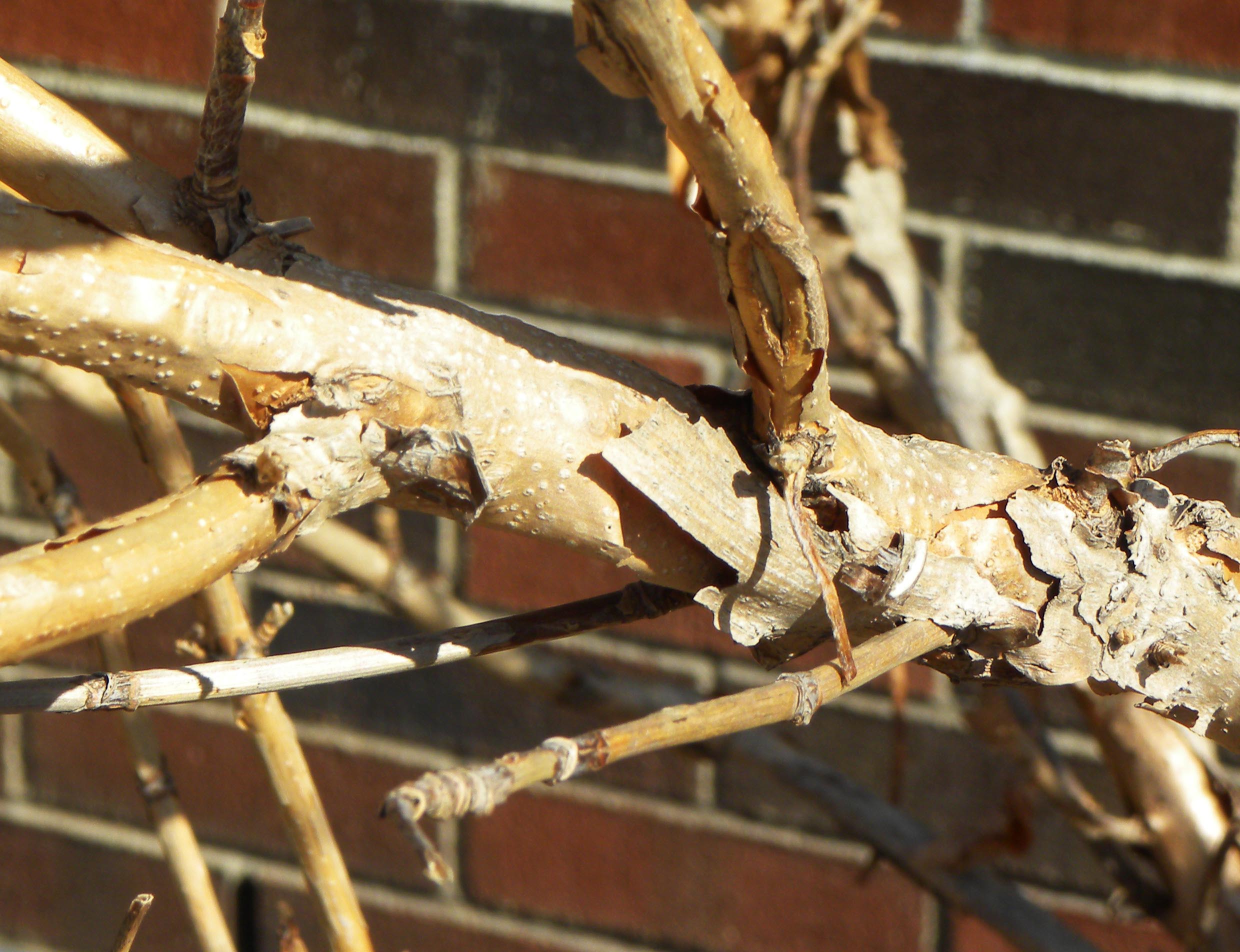 Hydrangea quercifolia – Purdue Arboretum Explorer