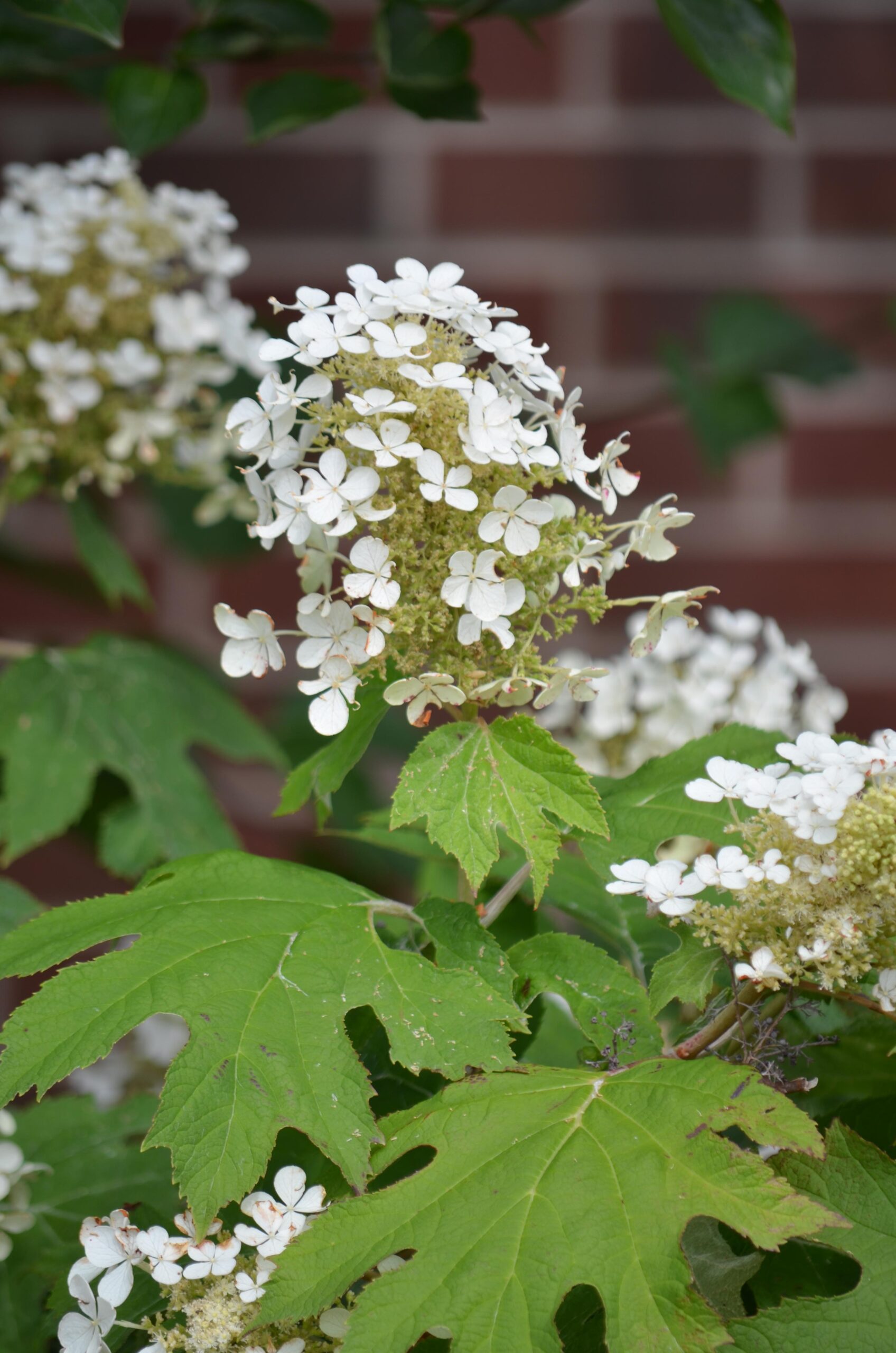 Hydrangea quercifolia ‘Pee Wee’ – Purdue Arboretum Explorer