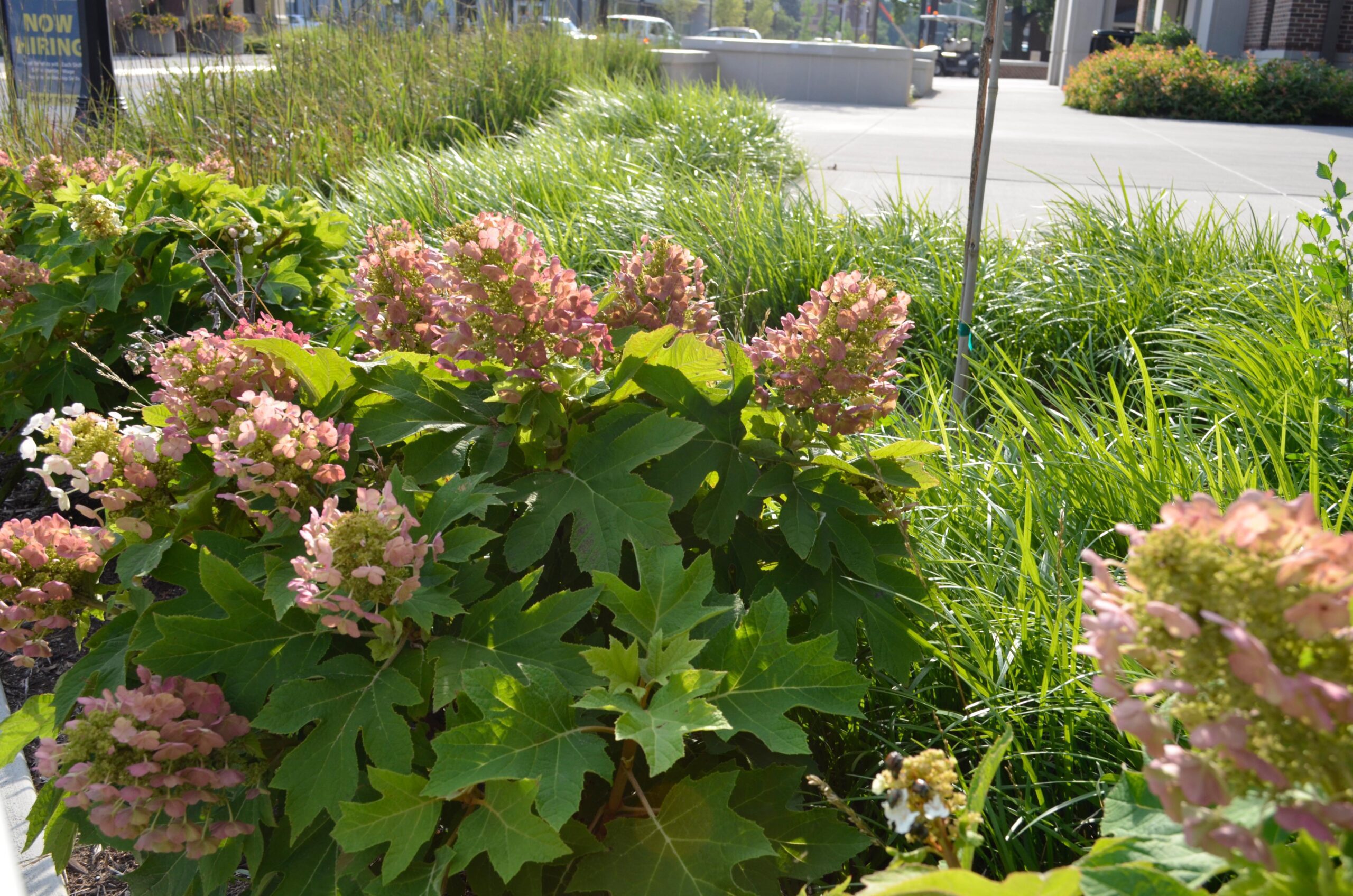 Hydrangea quercifolia ‘Pee Wee’ – Purdue Arboretum Explorer