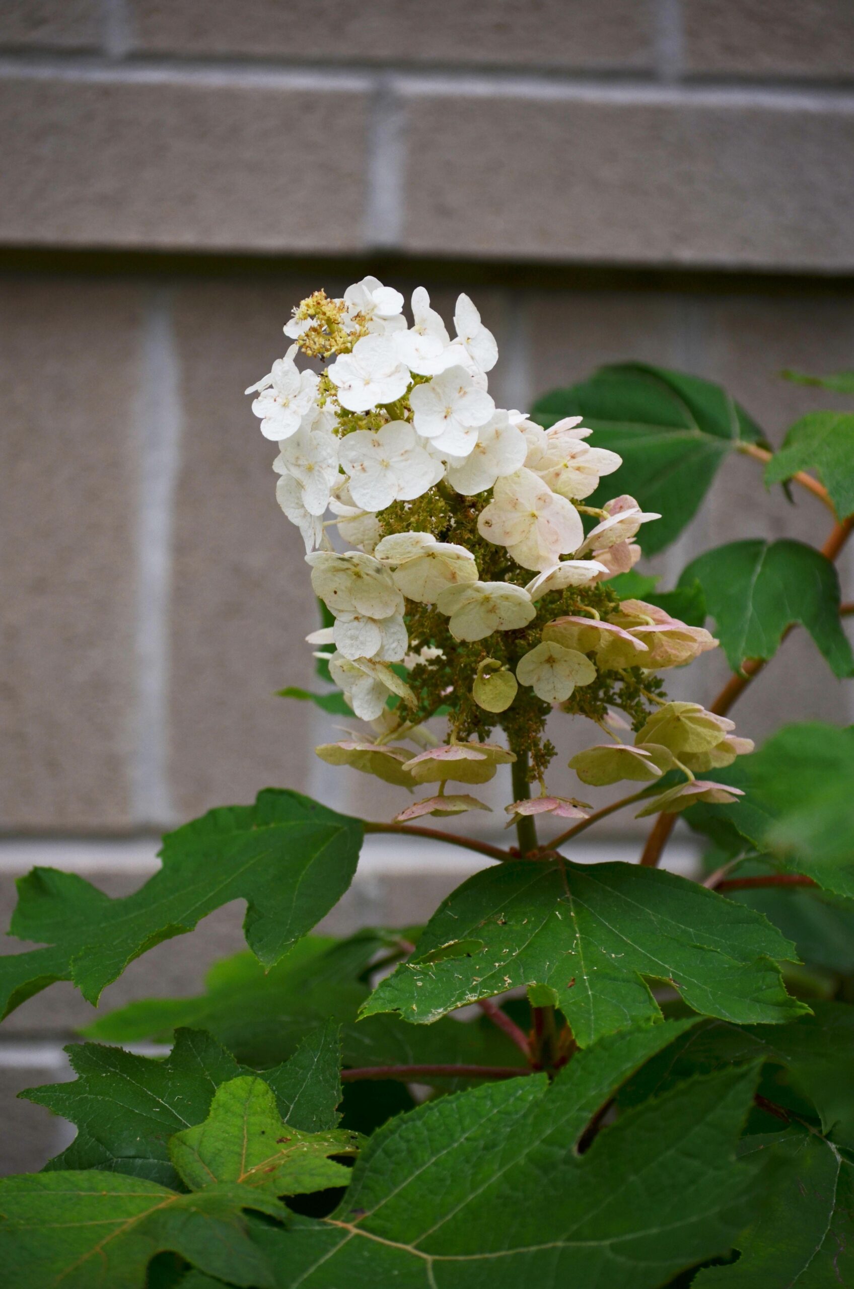 Hydrangea quercifolia ‘Sike’s Dwarf’ – Purdue Arboretum Explorer