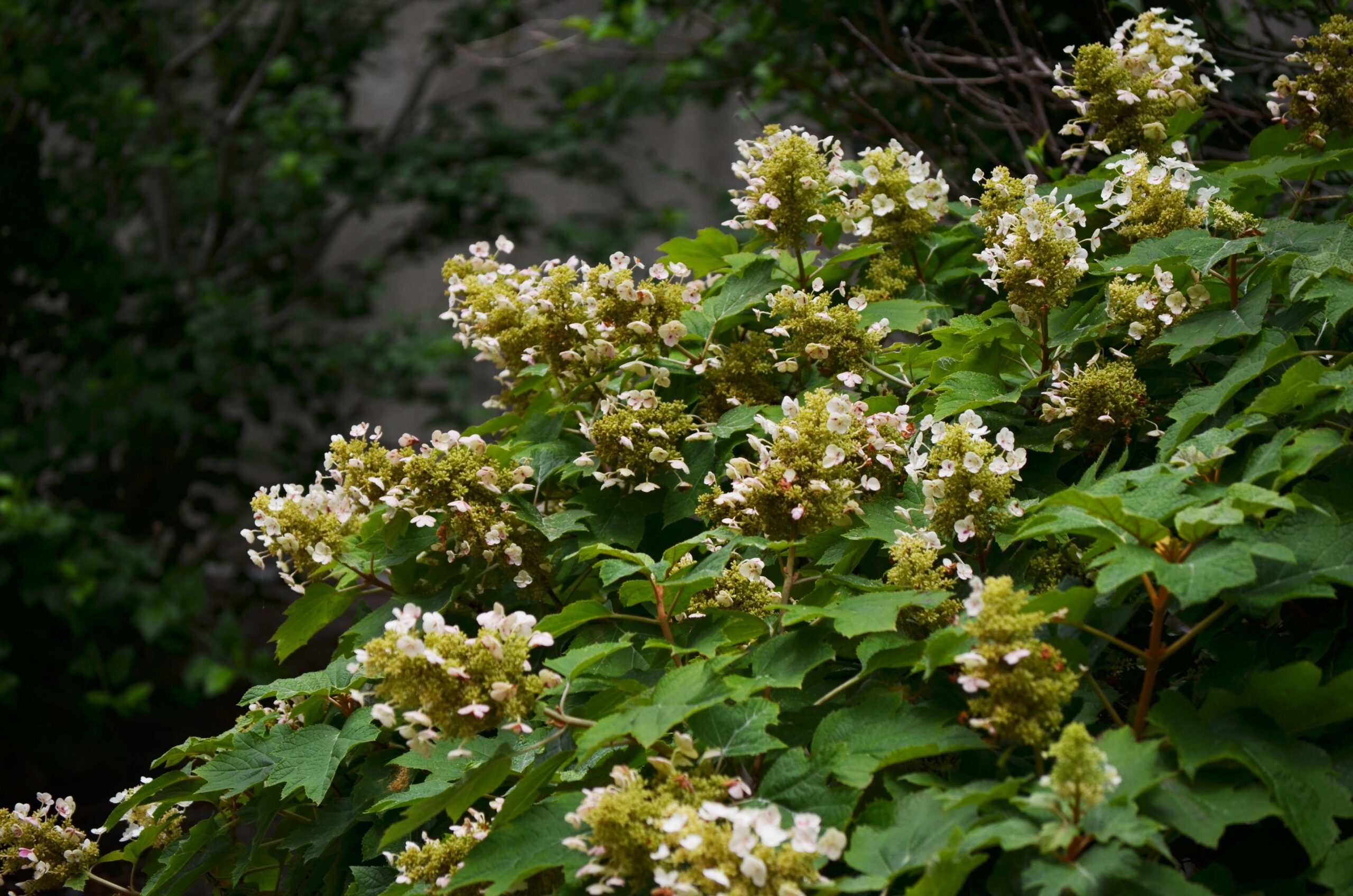 Hydrangea quercifolia ‘Sike’s Dwarf’ – Purdue Arboretum Explorer