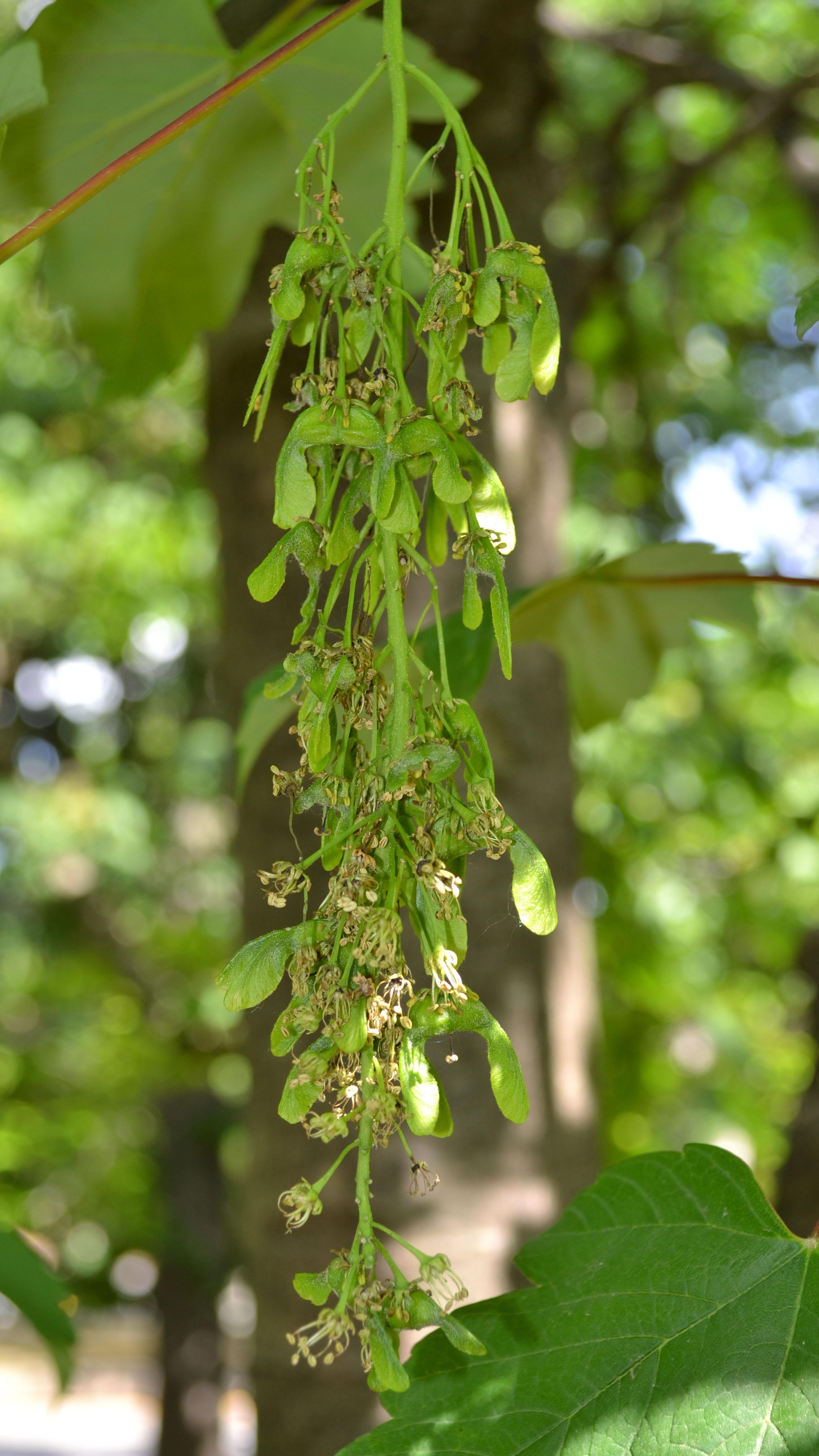 Acer pseudoplatanus – Purdue Arboretum Explorer