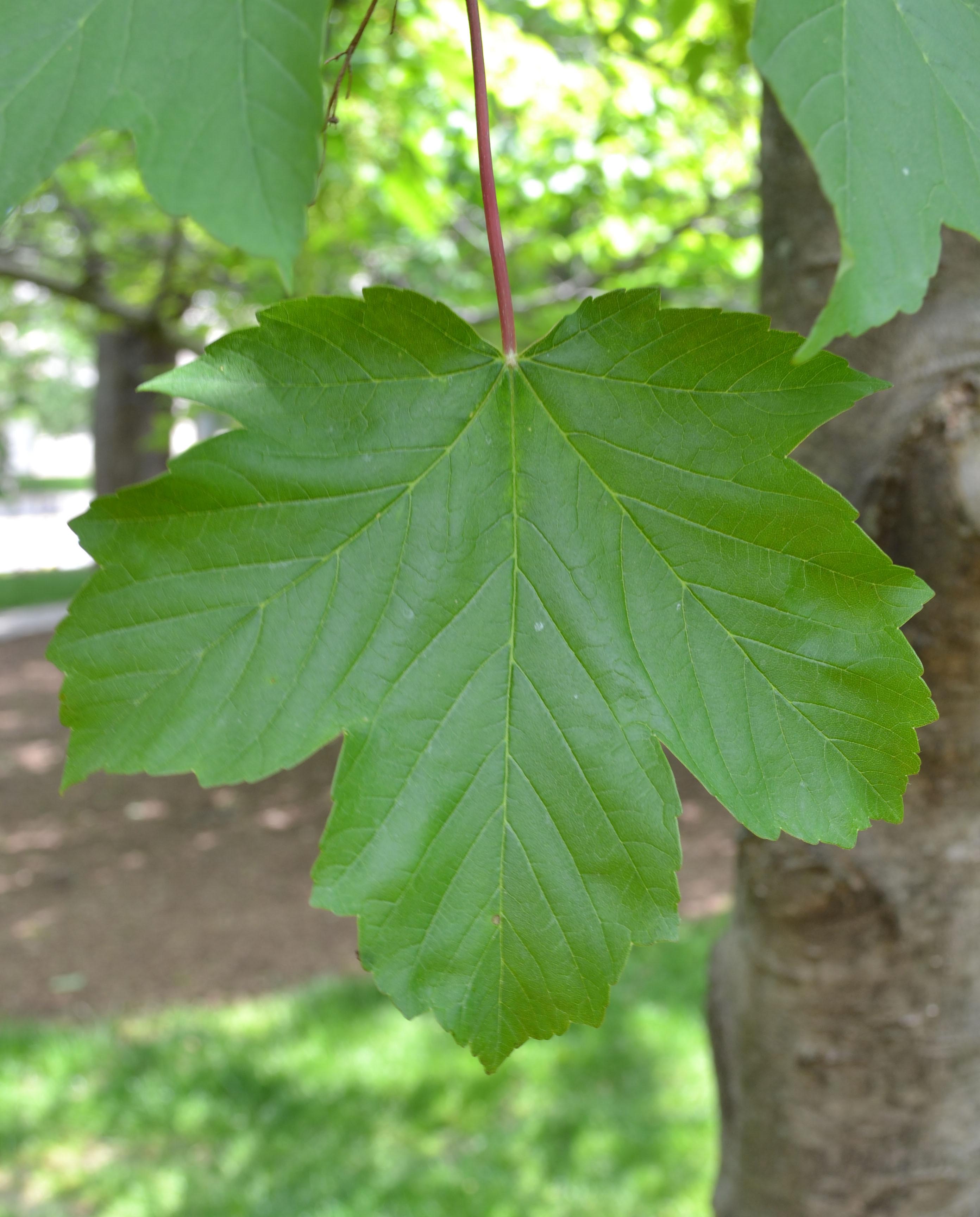 Acer pseudoplatanus – Purdue Arboretum Explorer