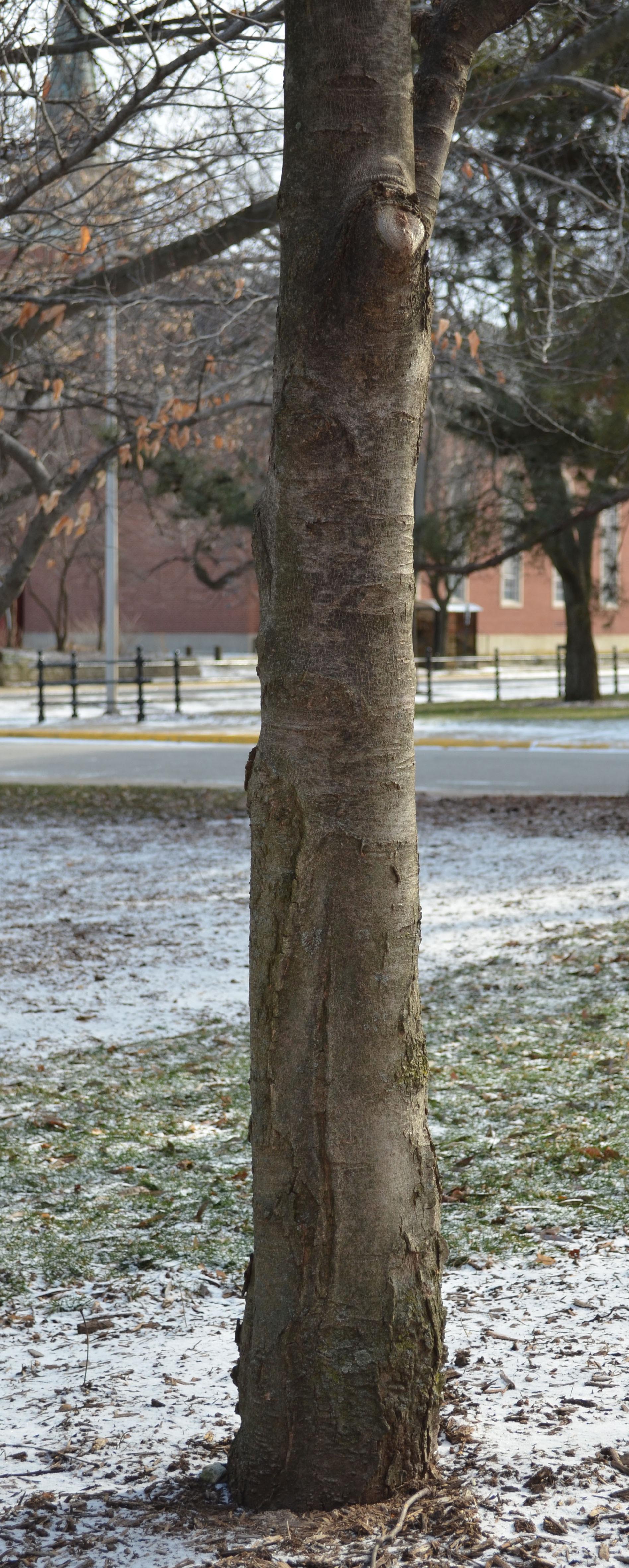 Acer pseudoplatanus – Purdue Arboretum Explorer