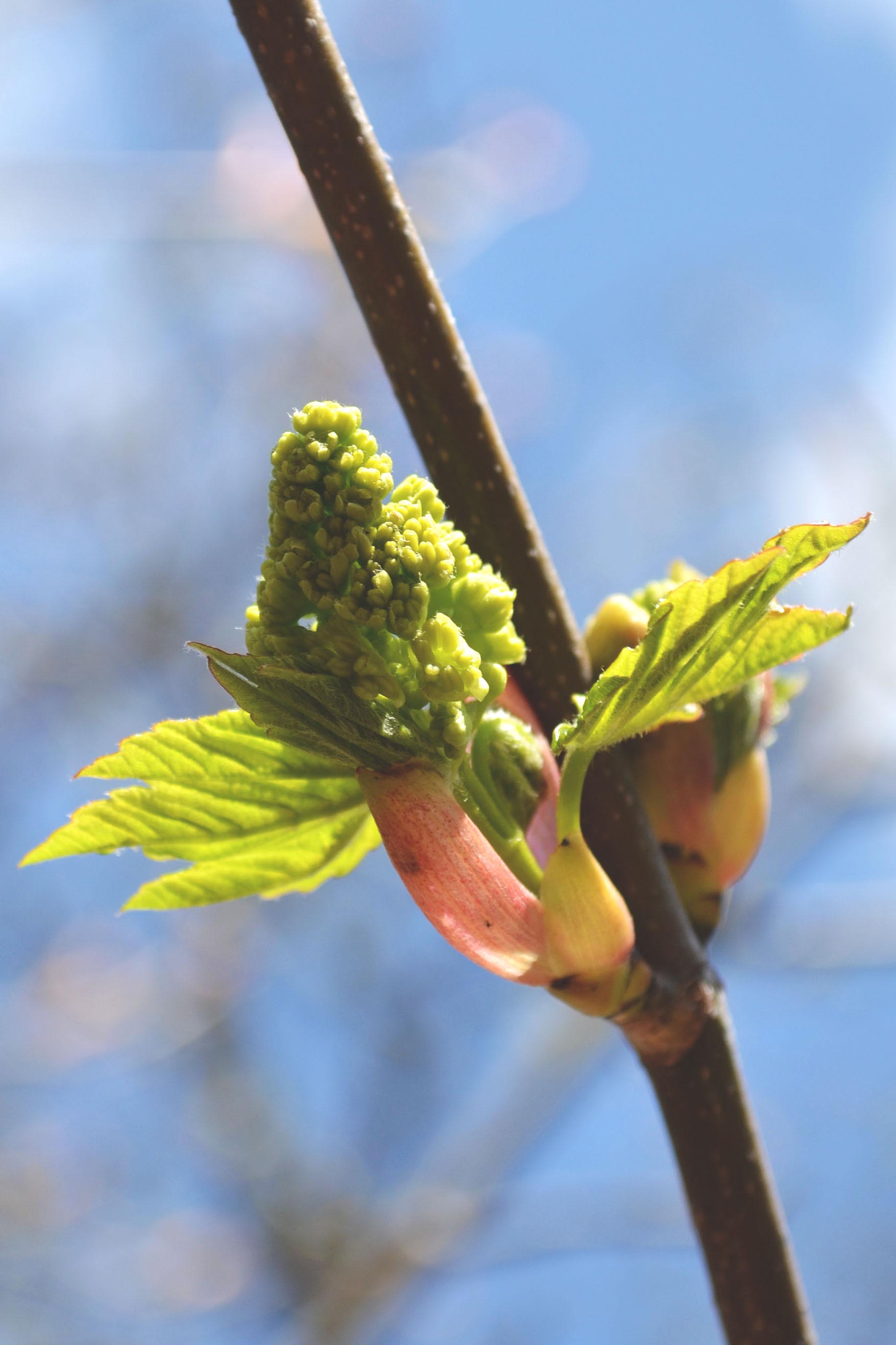 Acer pseudoplatanus – Purdue Arboretum Explorer