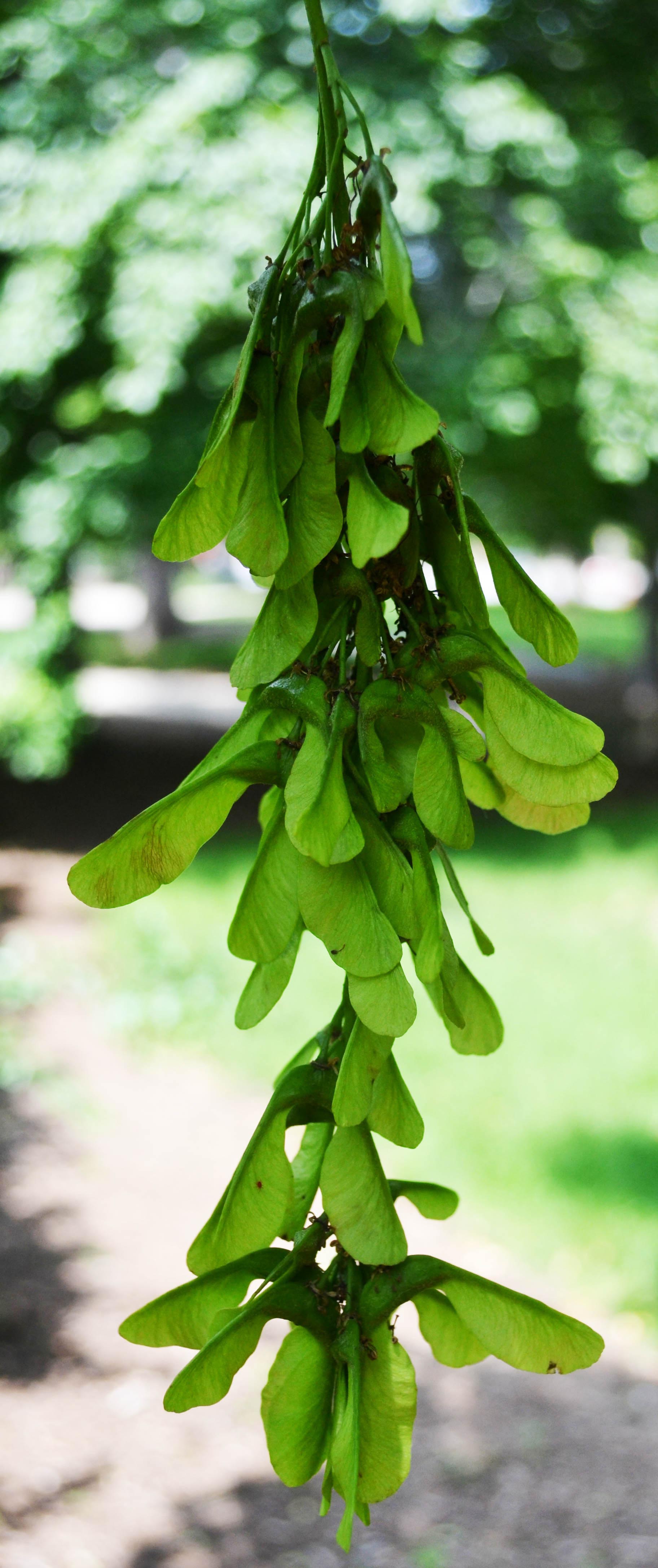 Acer pseudoplatanus – Purdue Arboretum Explorer