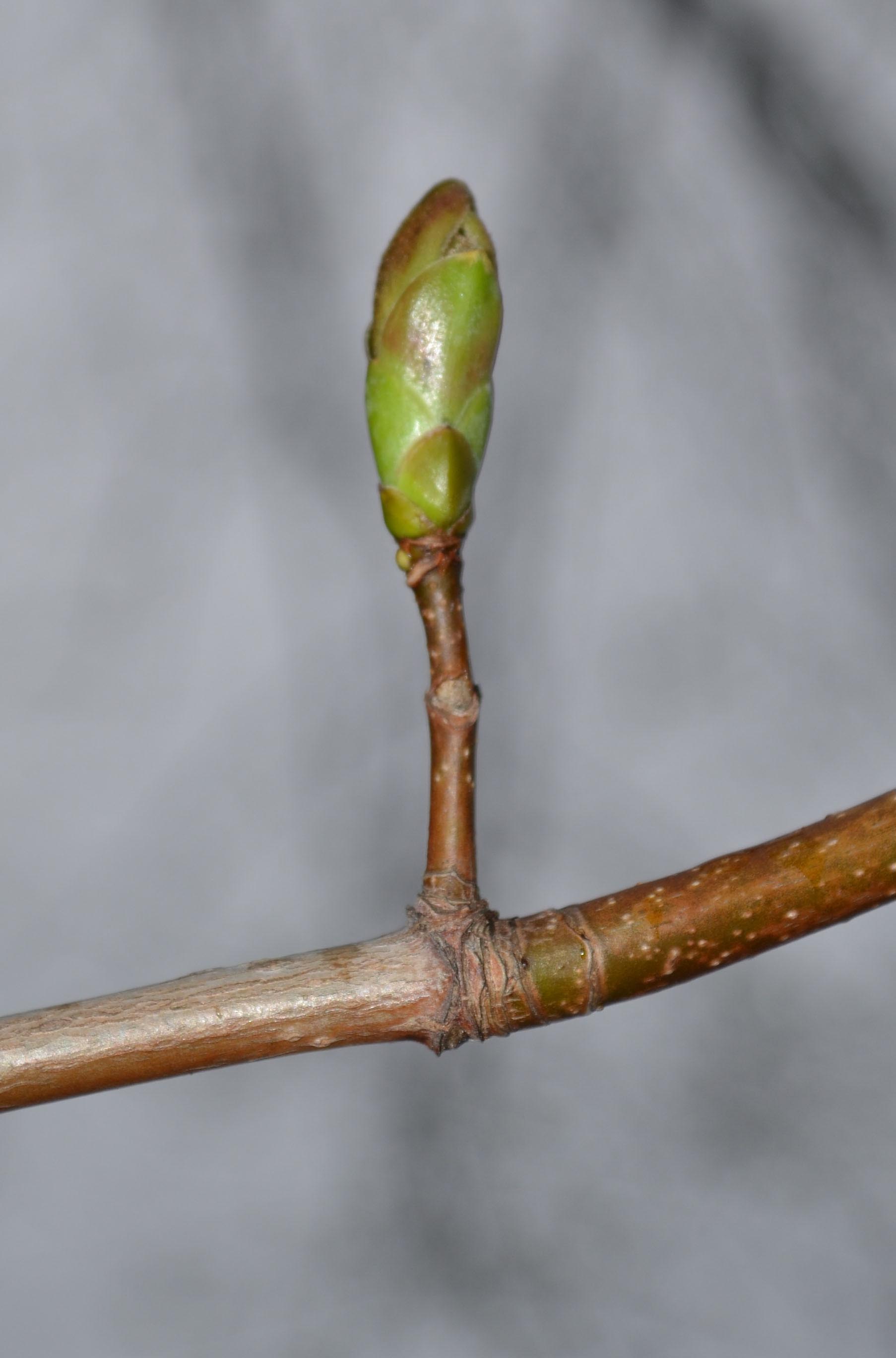 Acer pseudoplatanus – Purdue Arboretum Explorer