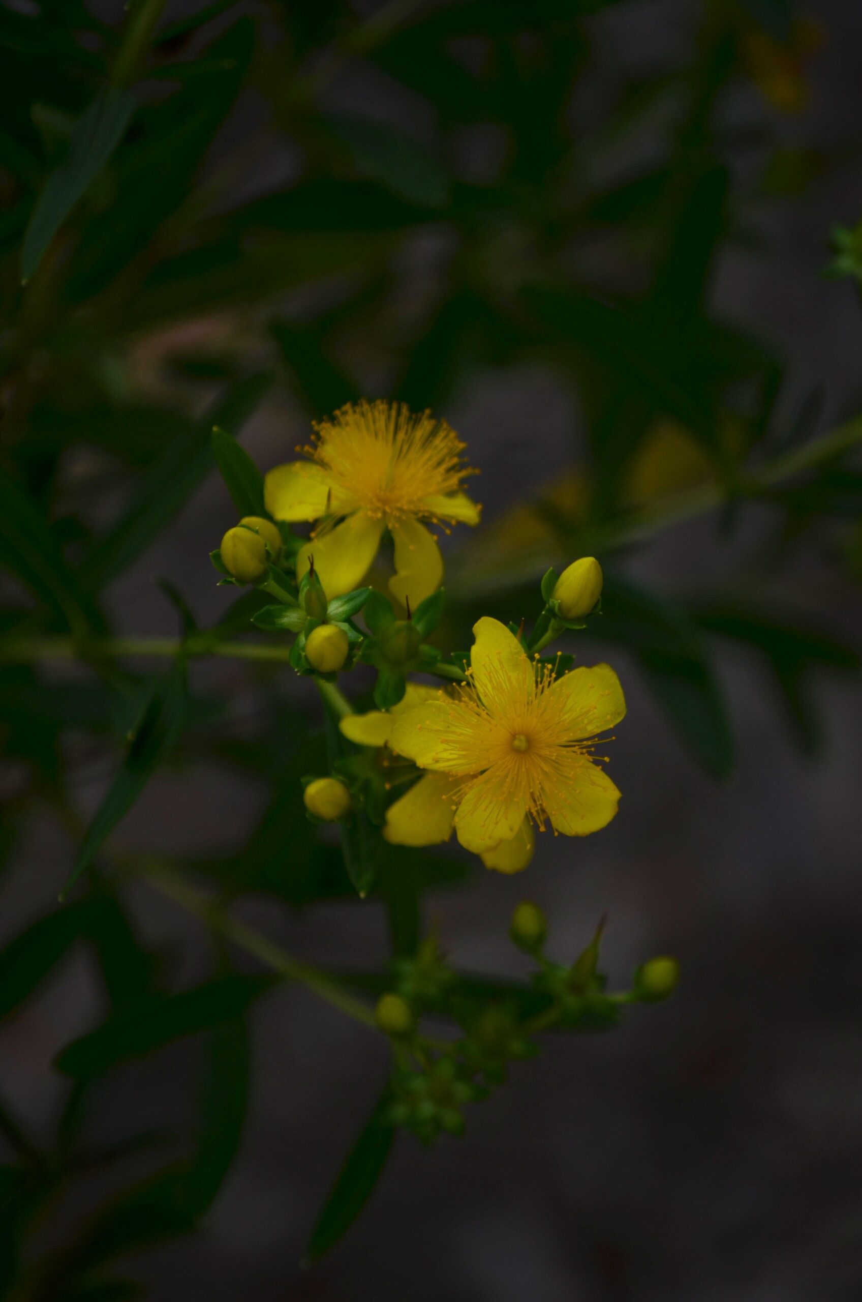Hypericum prolificum – Purdue Arboretum Explorer