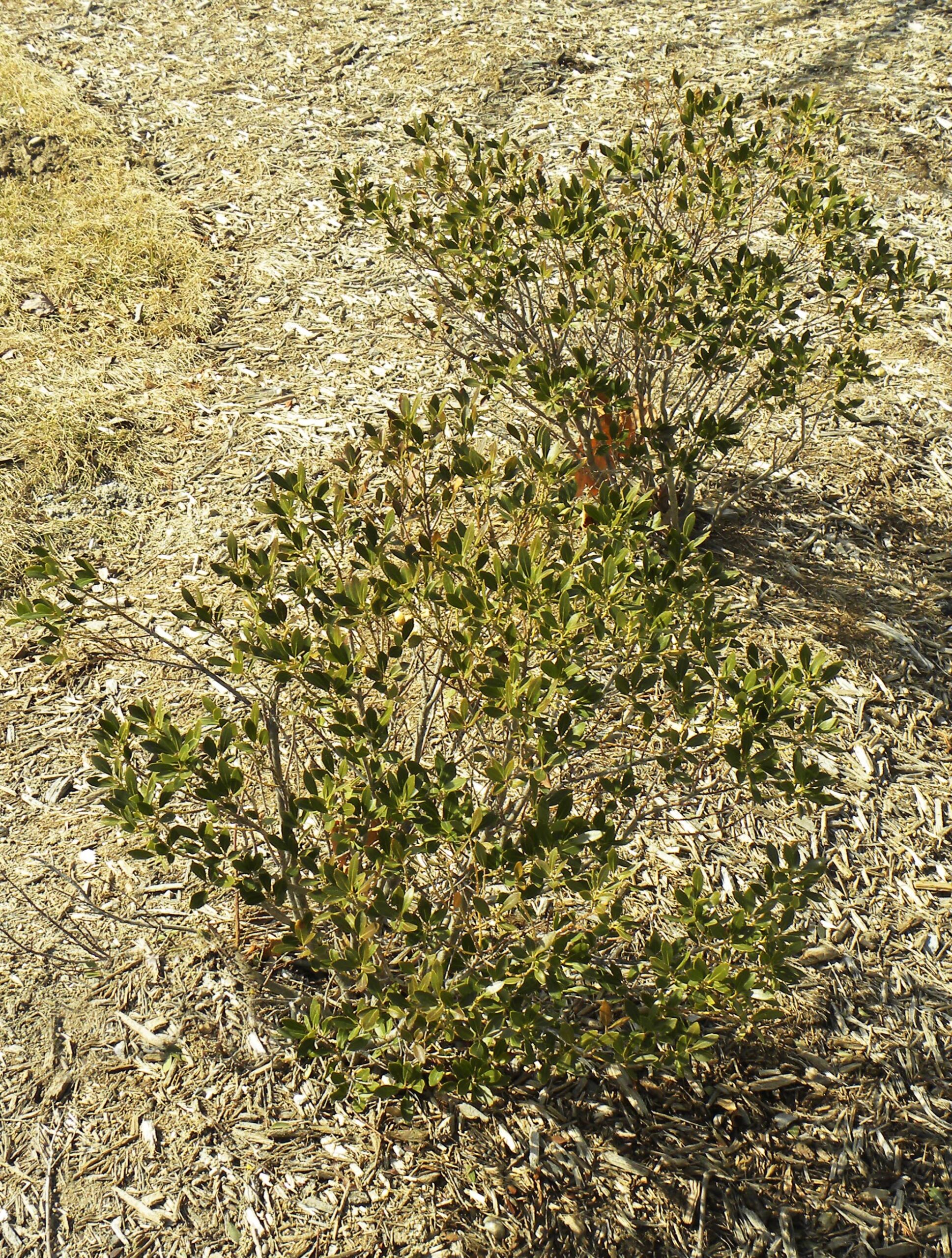 Ilex glabra – Purdue Arboretum Explorer