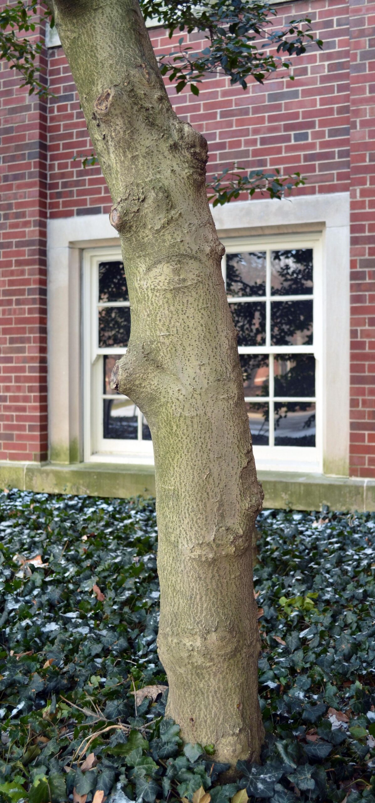 Ilex opaca – Purdue Arboretum Explorer