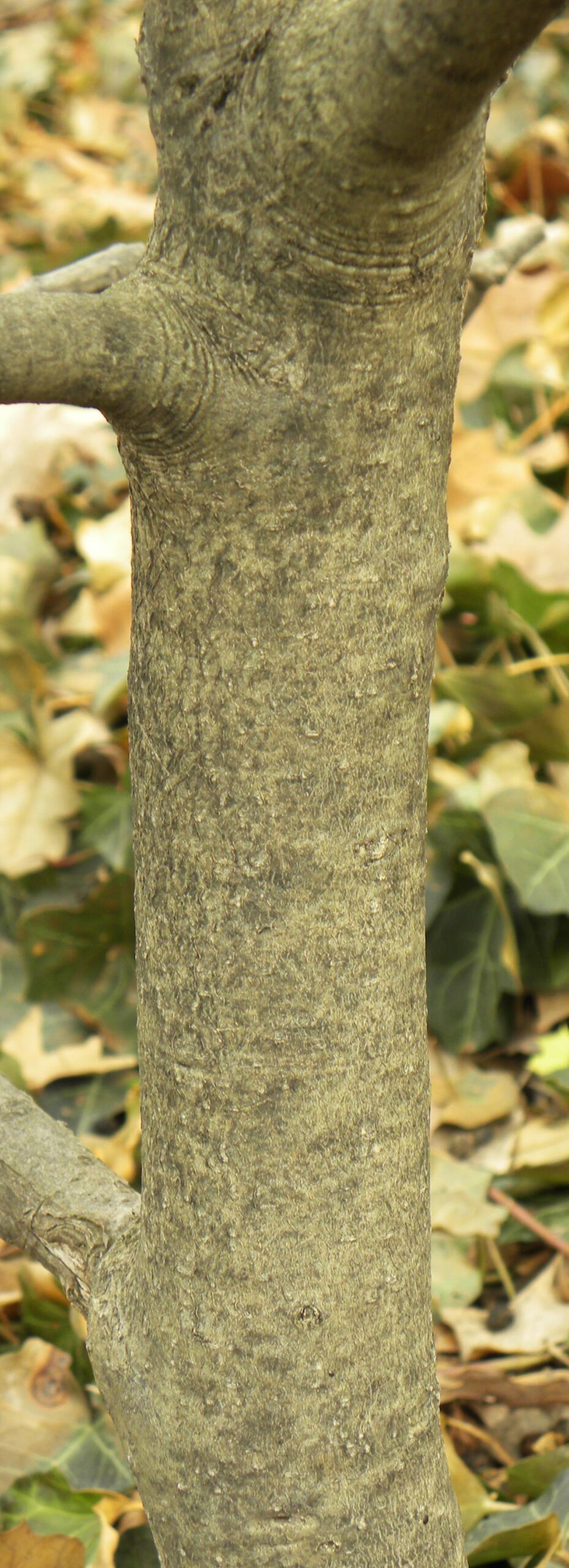 Ilex opaca – Purdue Arboretum Explorer