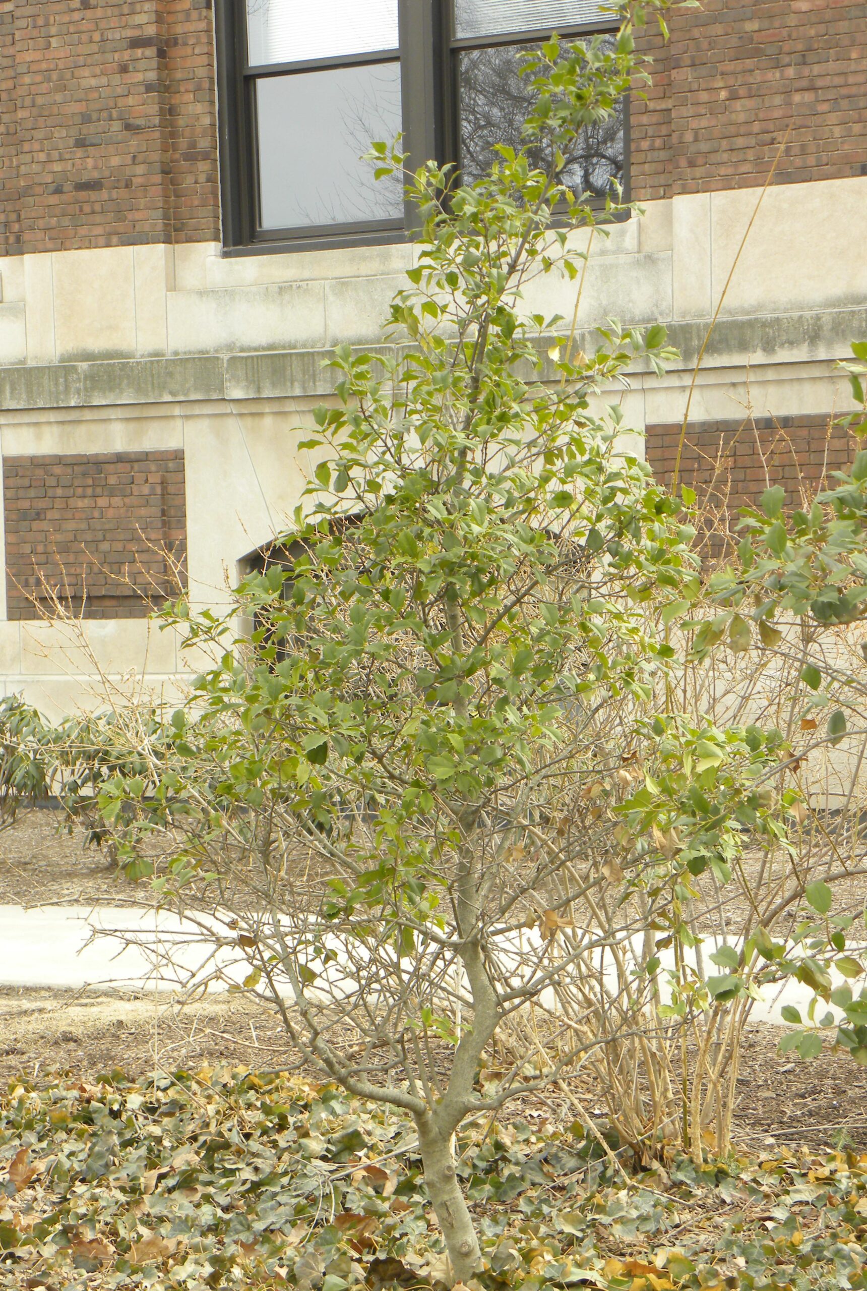 Ilex opaca – Purdue Arboretum Explorer