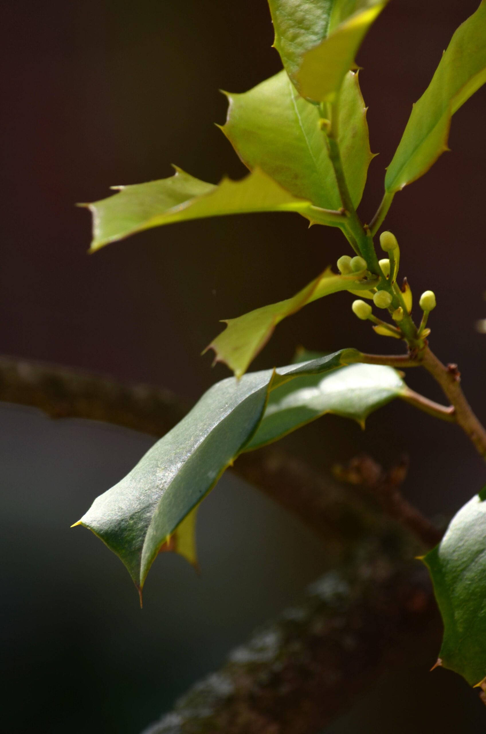 Ilex opaca – Purdue Arboretum Explorer