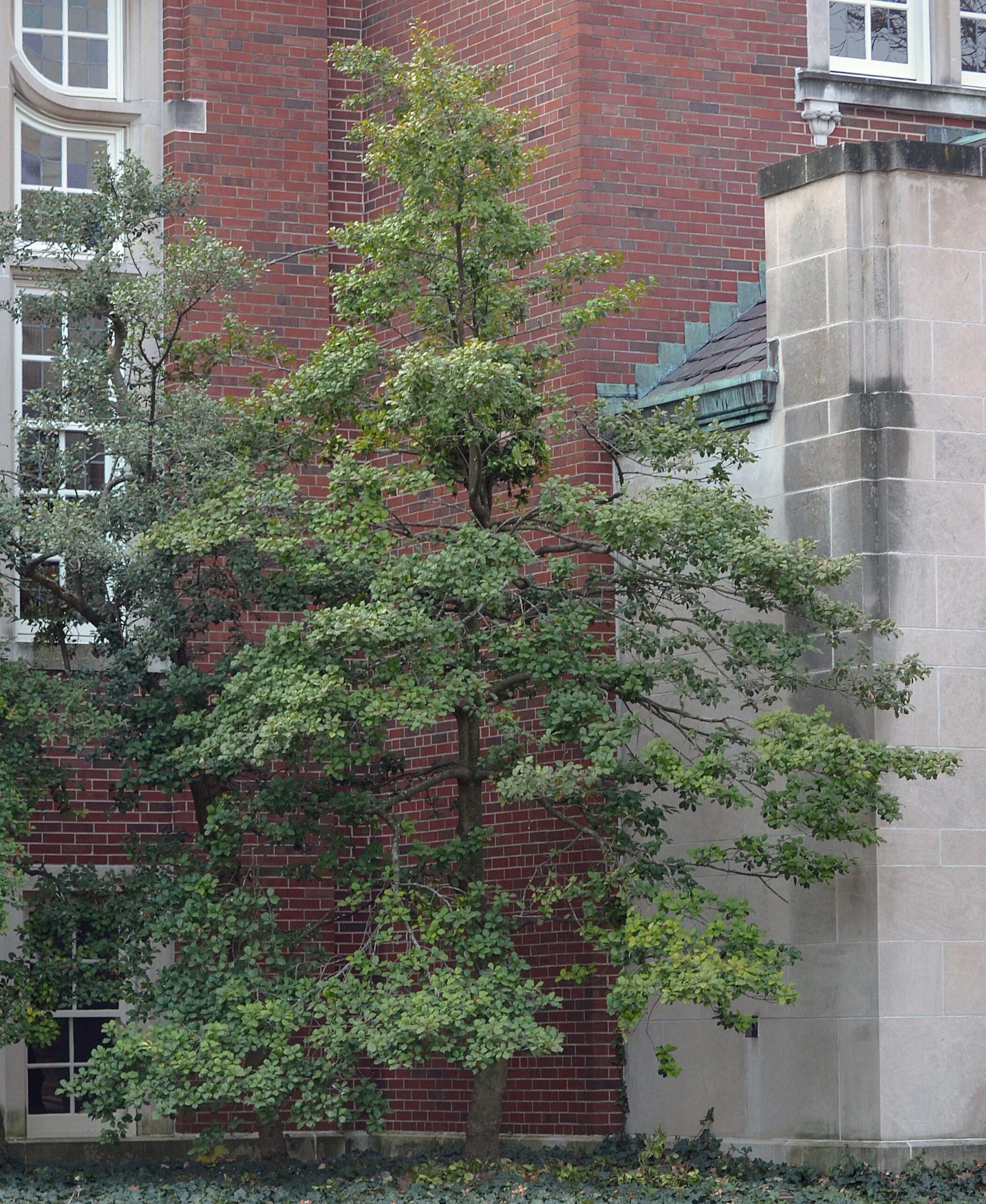 Ilex opaca – Purdue Arboretum Explorer