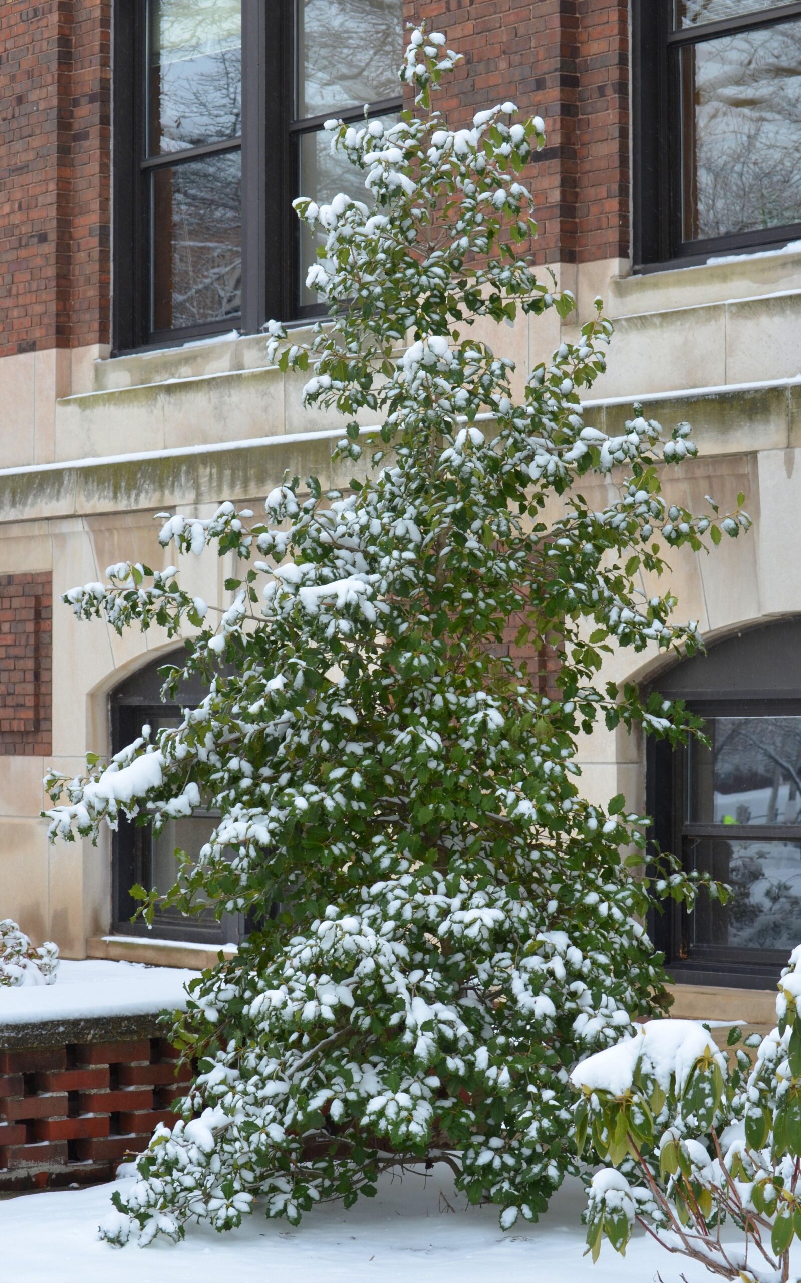 Ilex opaca ‘Old Heavy Berry’ – Purdue Arboretum Explorer
