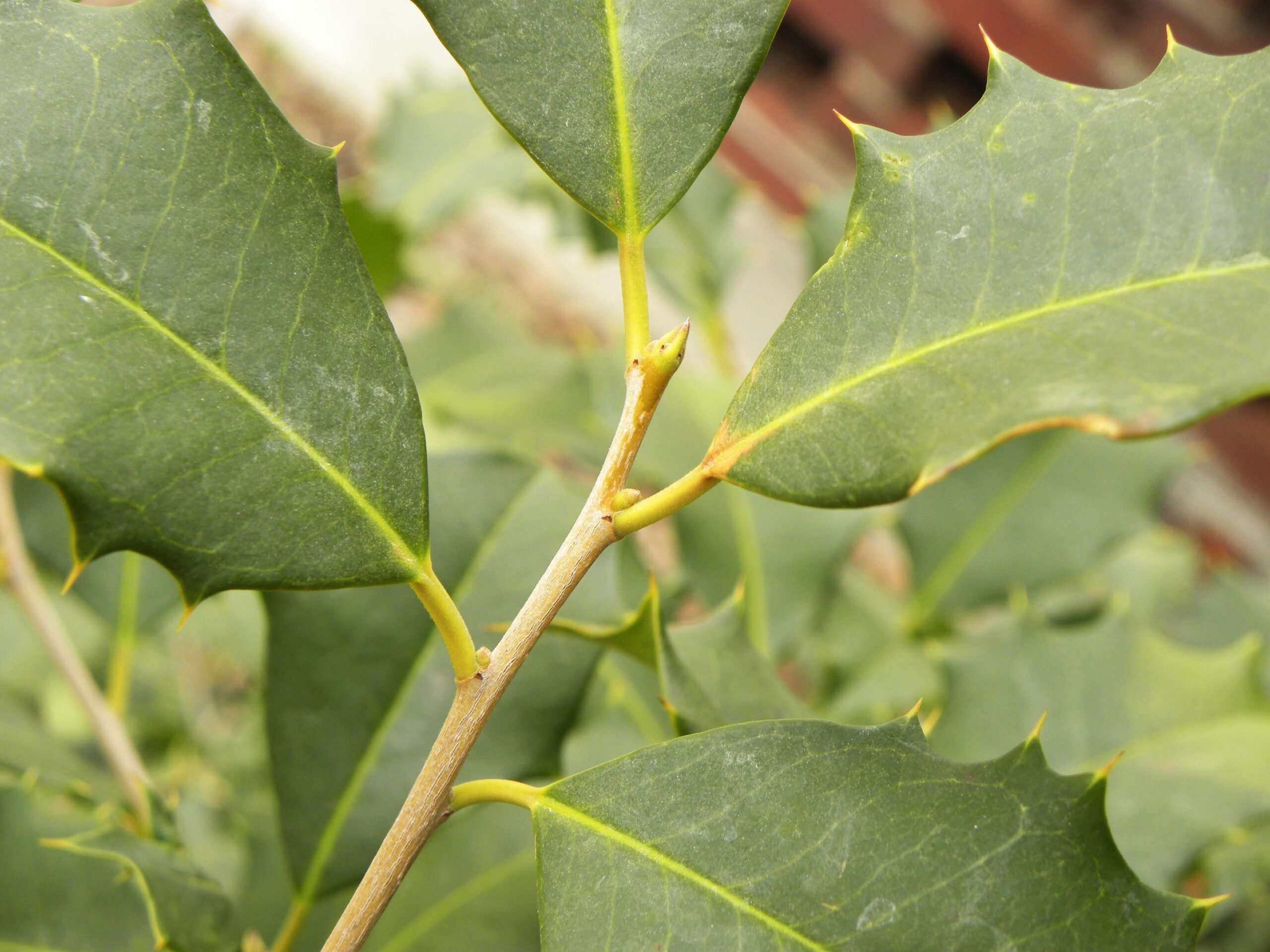 Ilex opaca ‘Old Heavy Berry’ – Purdue Arboretum Explorer
