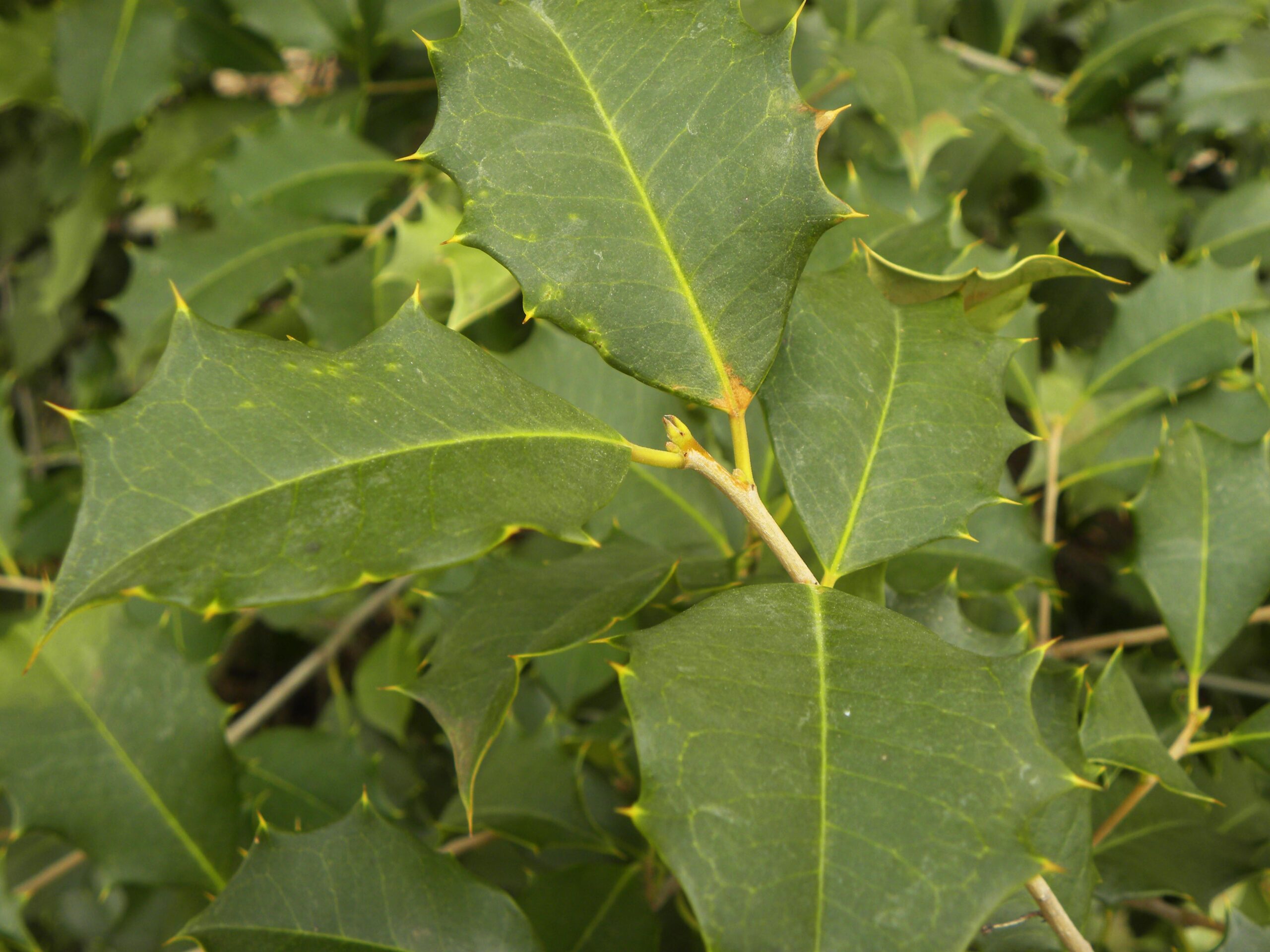Ilex opaca ‘Old Heavy Berry’ – Purdue Arboretum Explorer