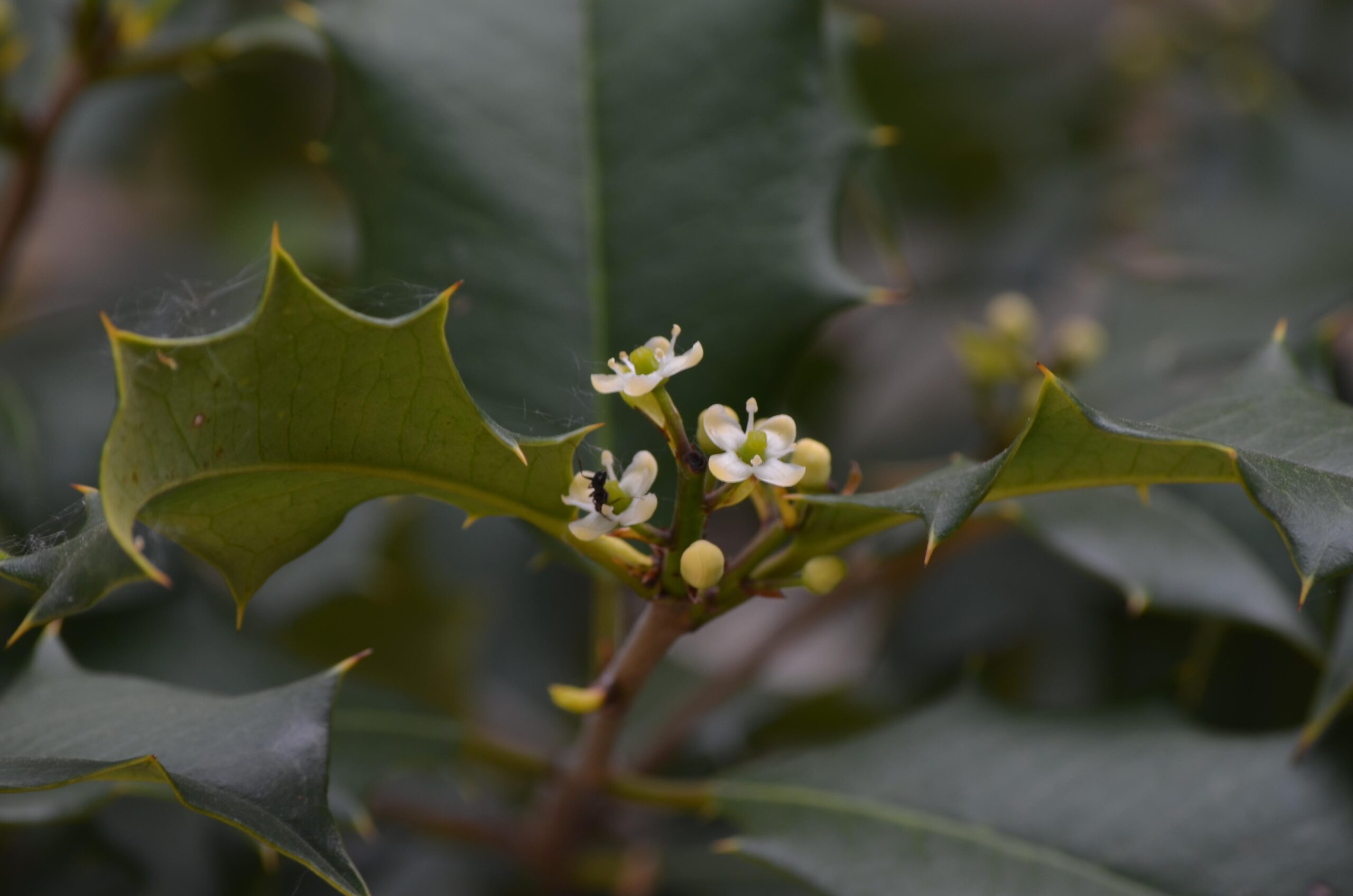 Ilex opaca ‘Old Heavy Berry’ – Purdue Arboretum Explorer