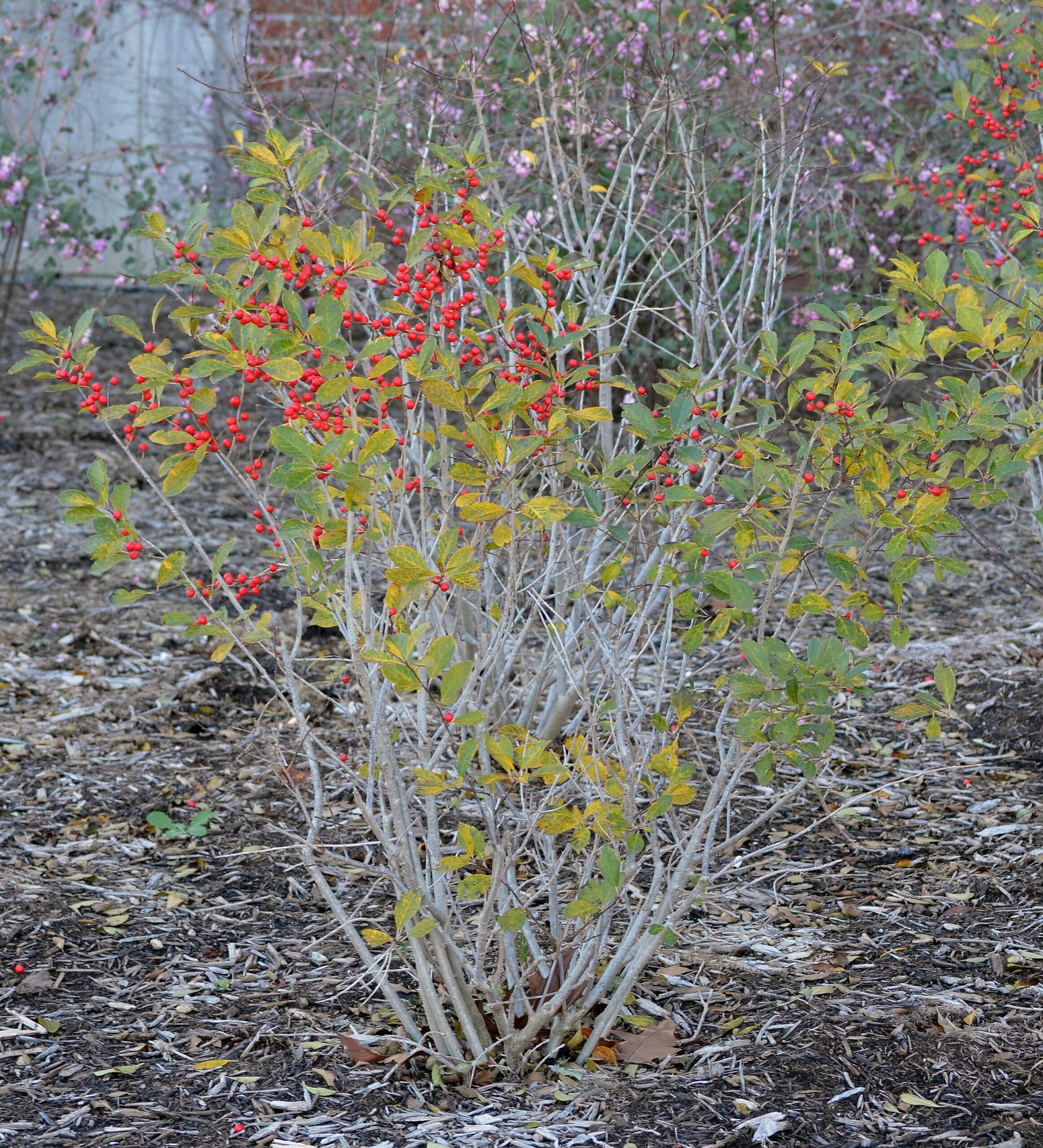 Ilex verticillata – Purdue Arboretum Explorer