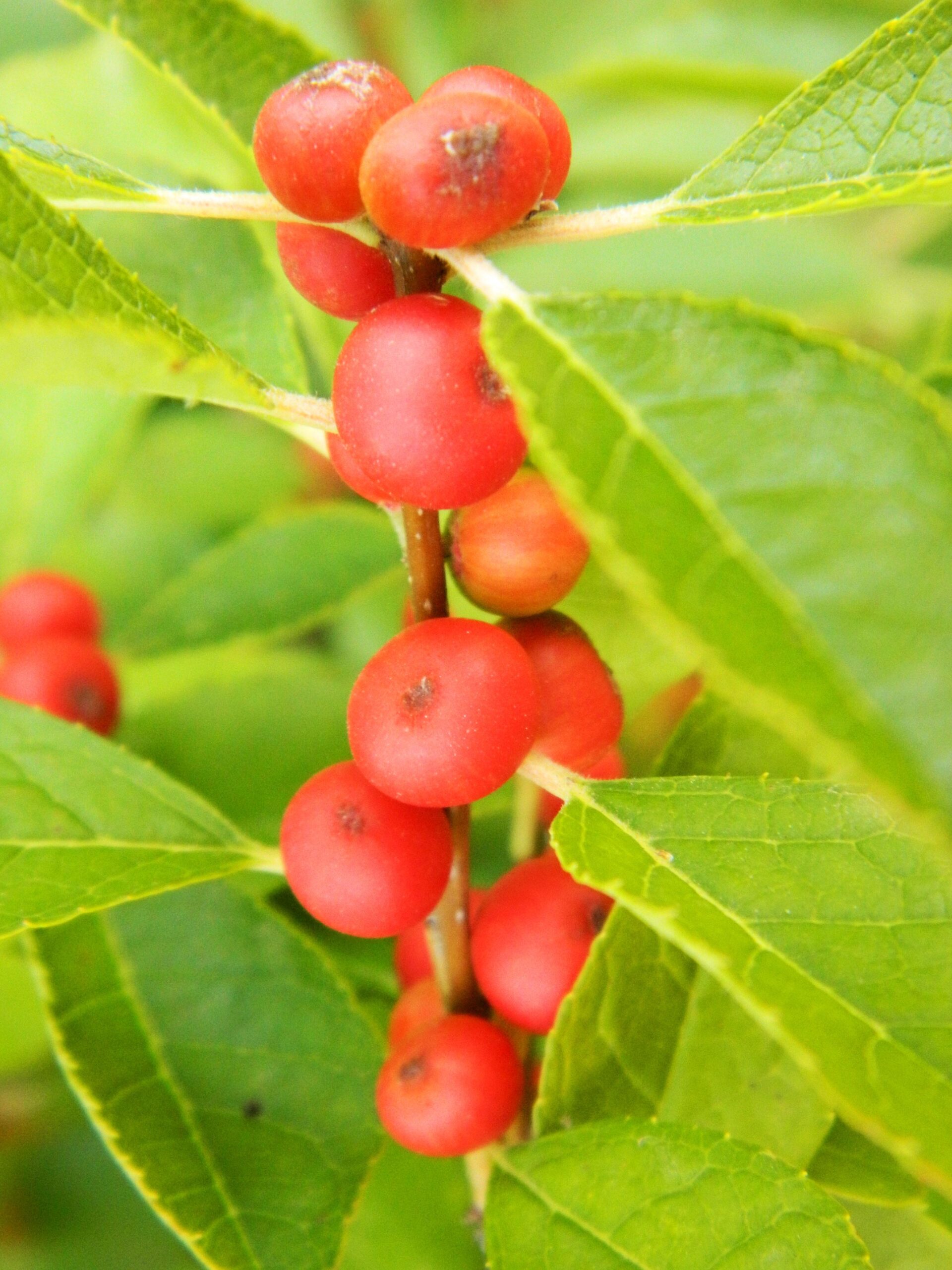 Ilex verticillata – Purdue Arboretum Explorer