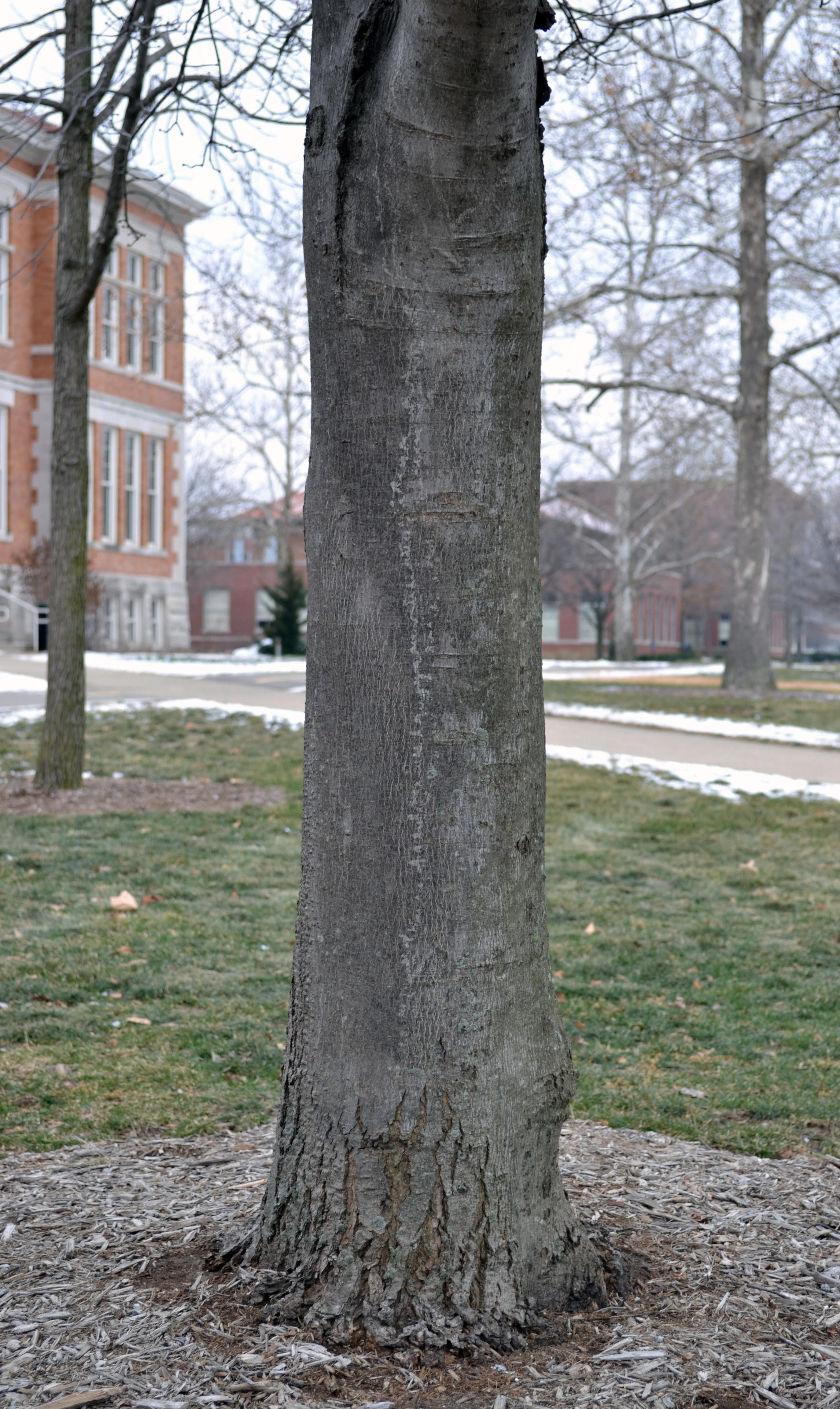 Acer rubrum – Purdue Arboretum Explorer