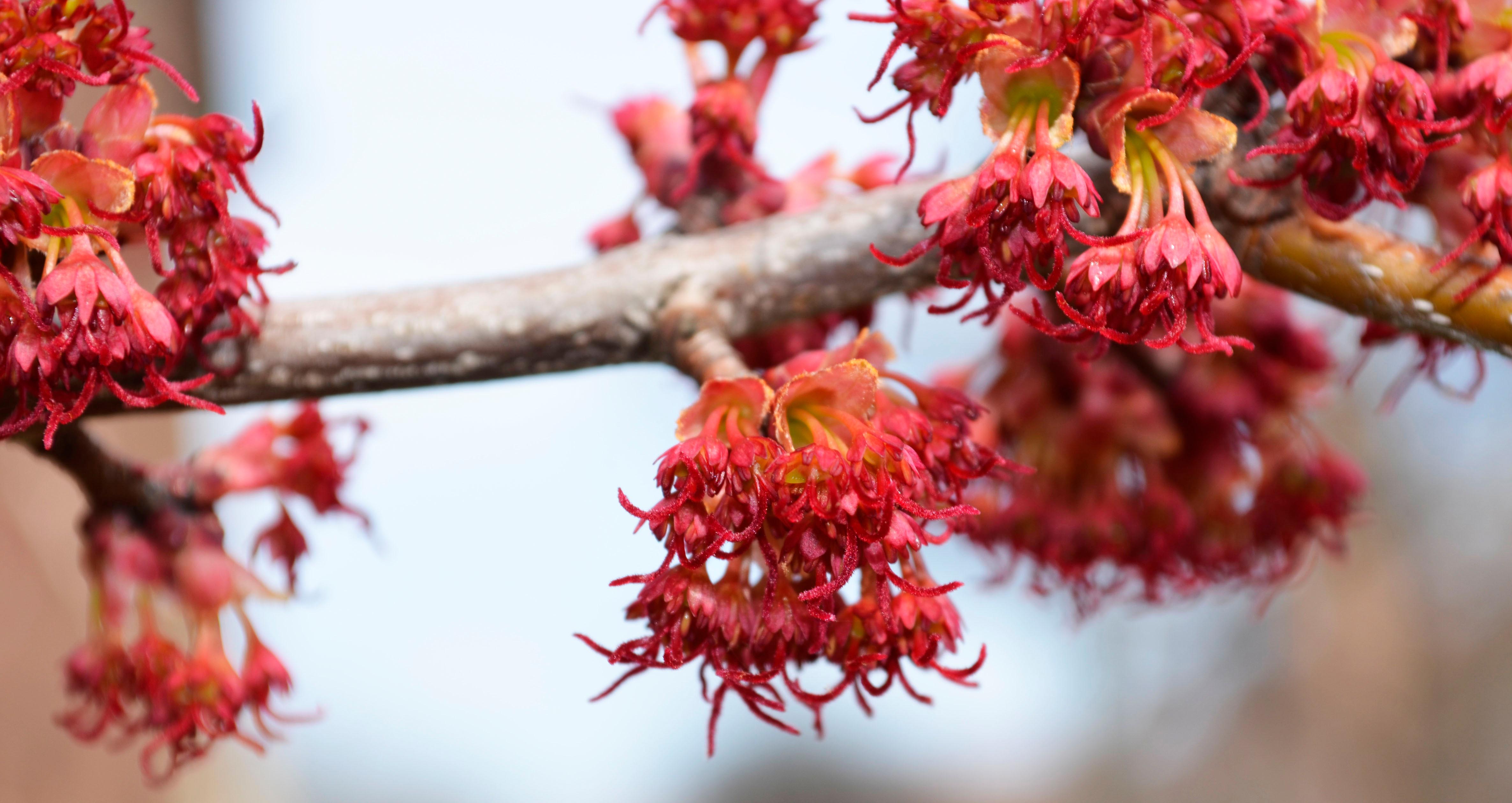 Acer rubrum – Purdue Arboretum Explorer