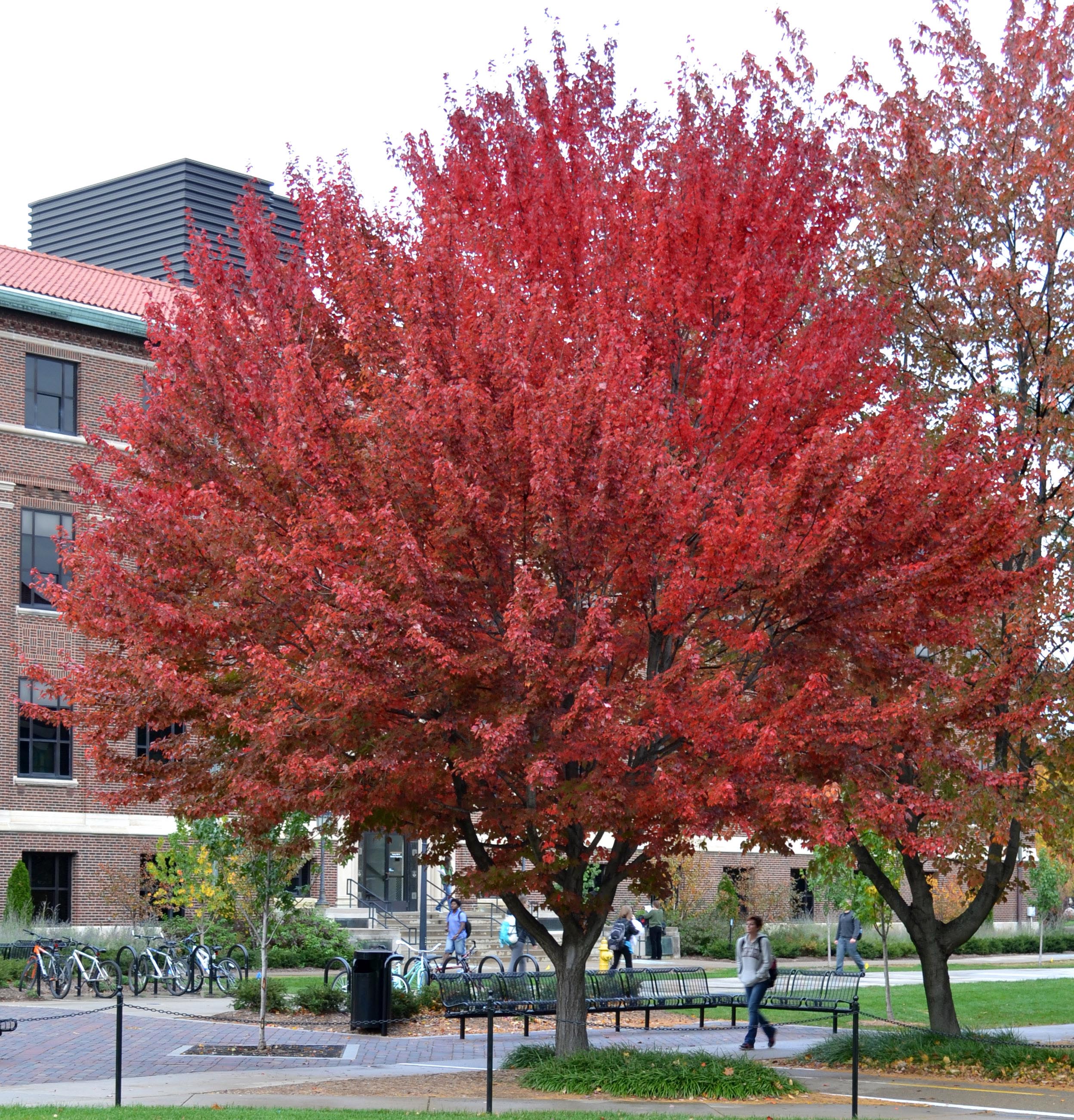 Acer rubrum – Purdue Arboretum Explorer