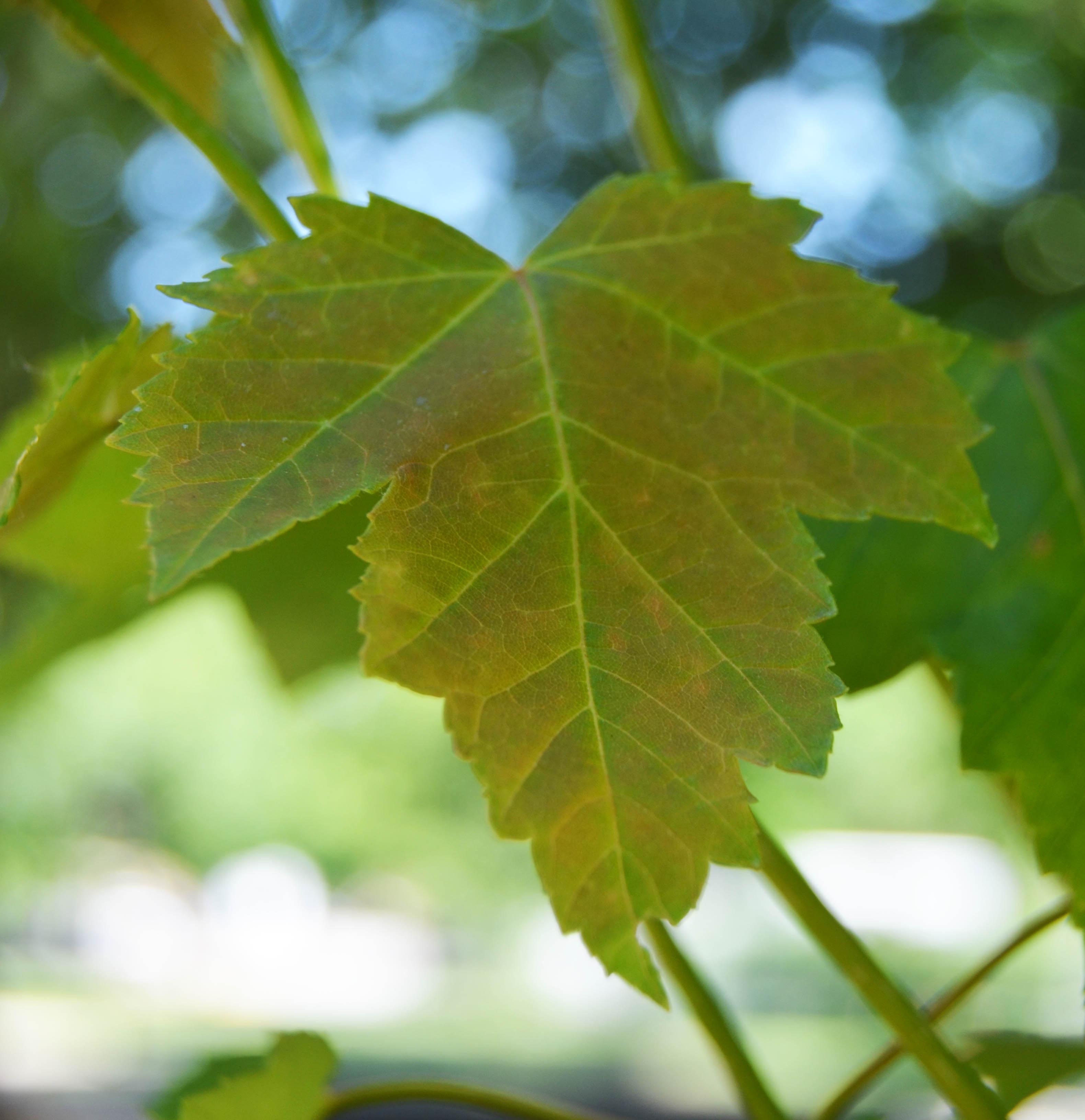 Acer rubrum – Purdue Arboretum Explorer