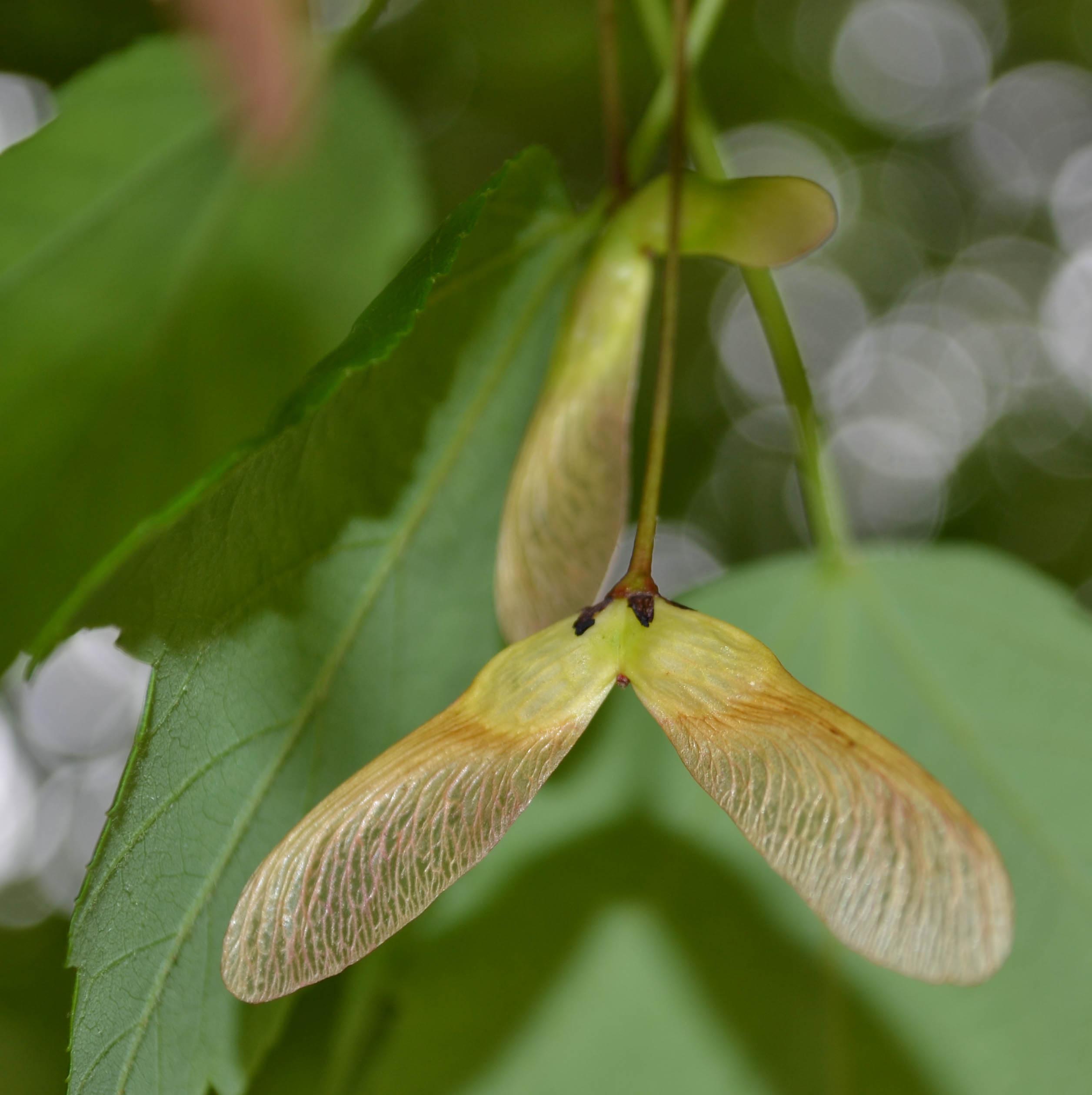 Acer rubrum – Purdue Arboretum Explorer