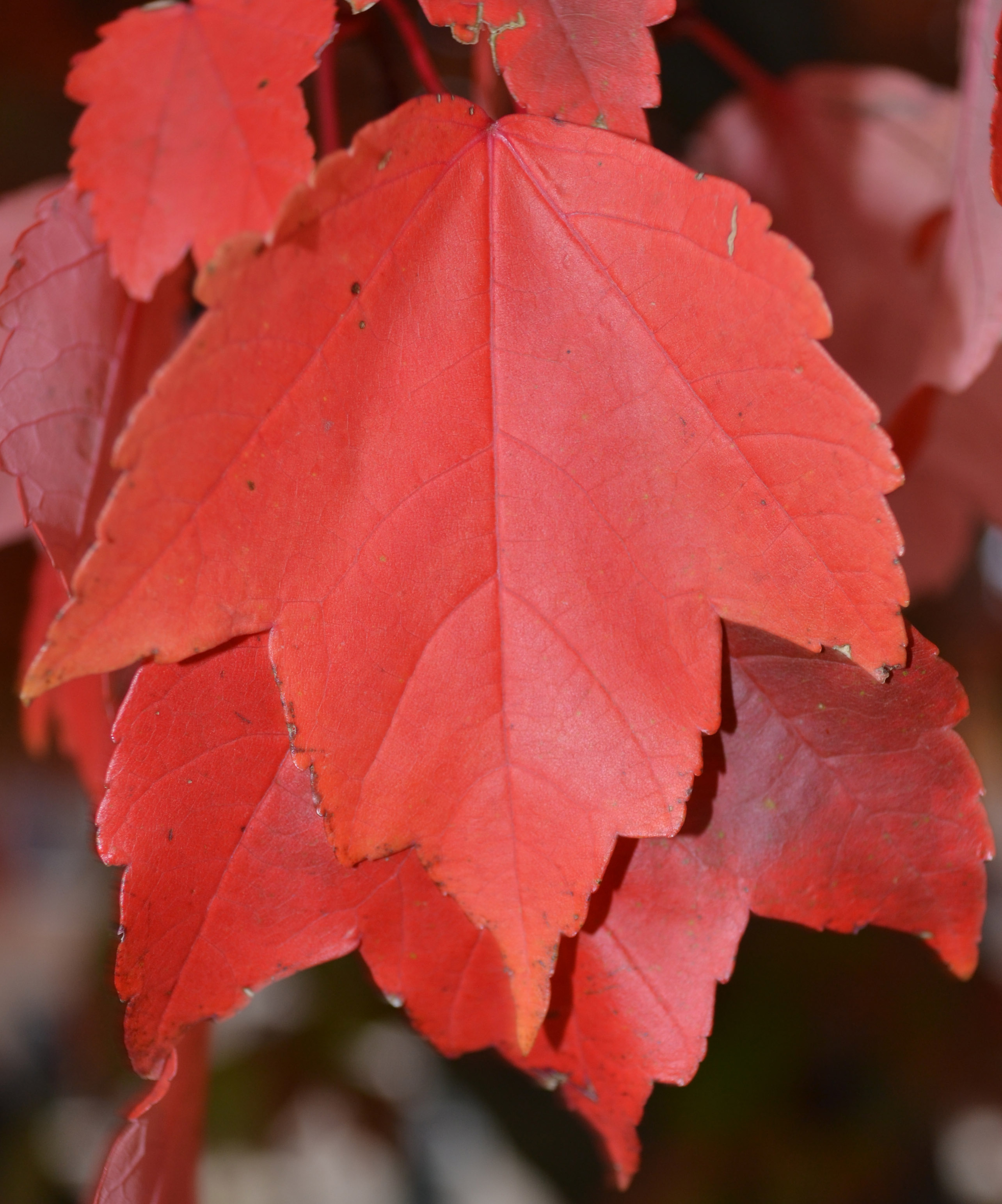 Acer rubrum – Purdue Arboretum Explorer