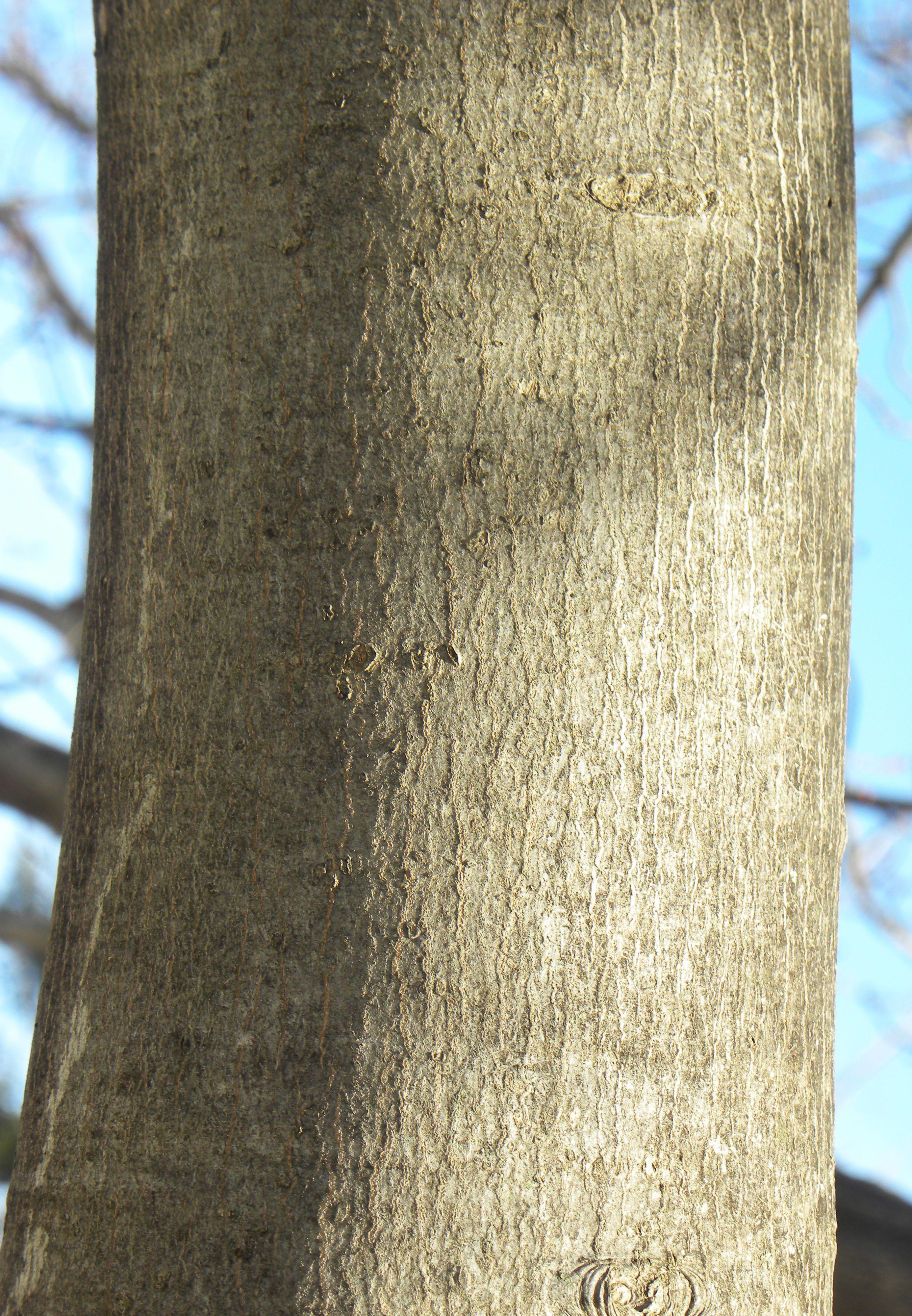 Acer rubrum – Purdue Arboretum Explorer