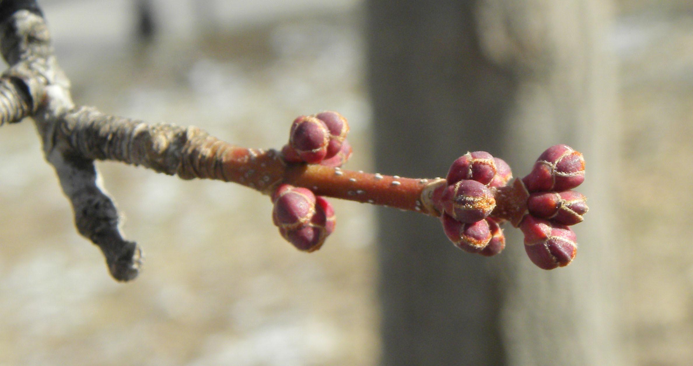 Acer rubrum – Purdue Arboretum Explorer