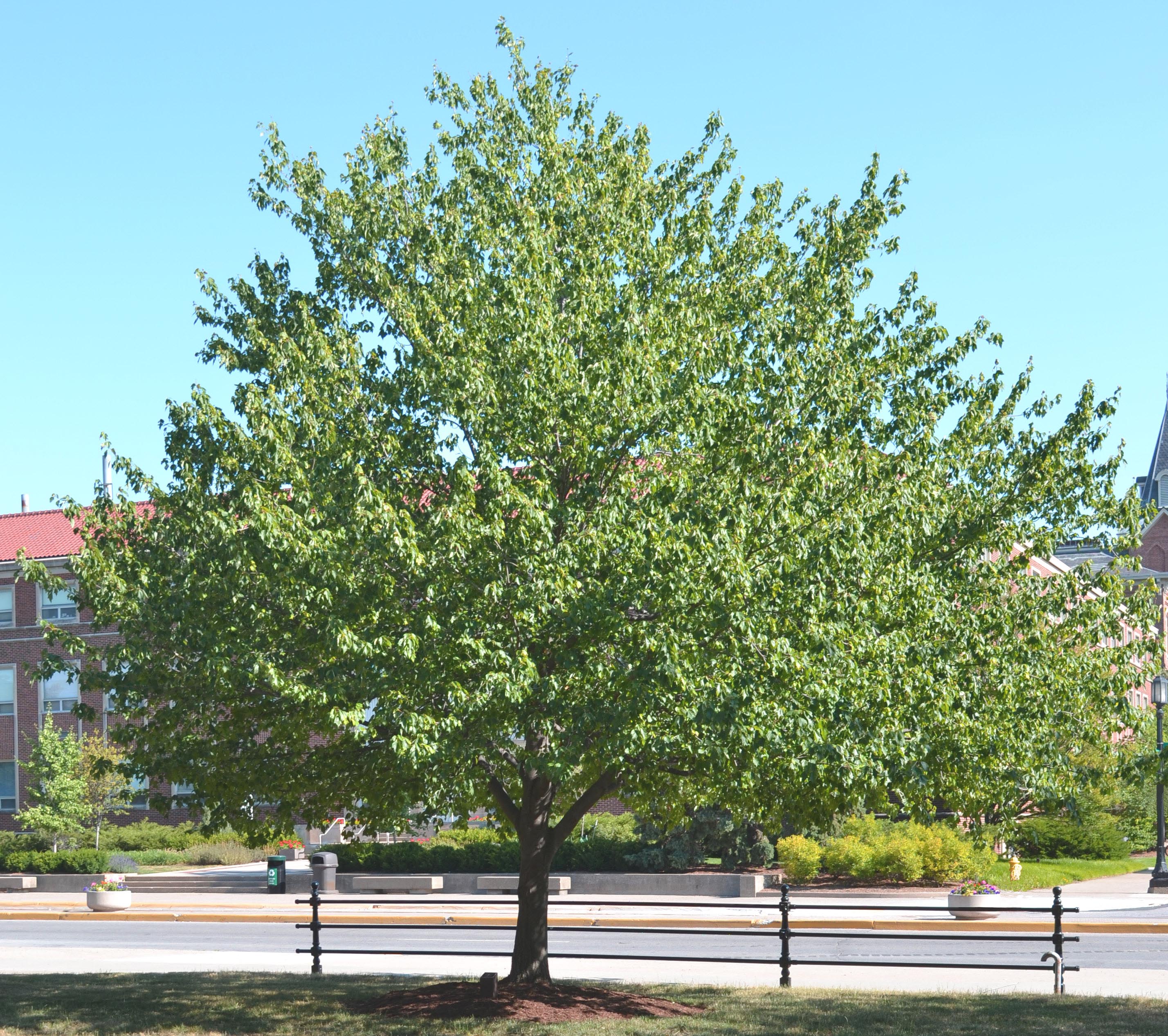 Acer rubrum – Purdue Arboretum Explorer