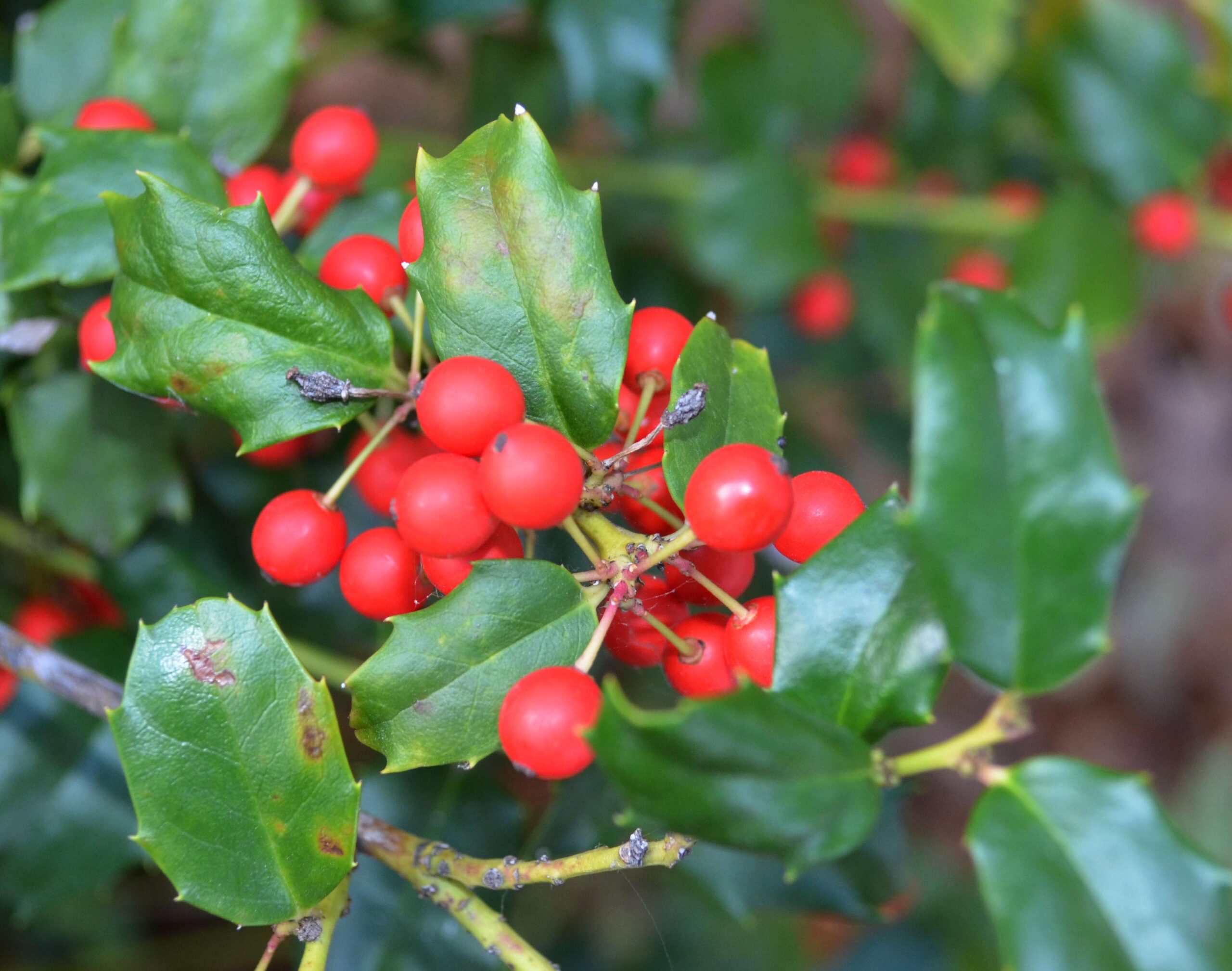 Ilex × meserveae – Purdue Arboretum Explorer