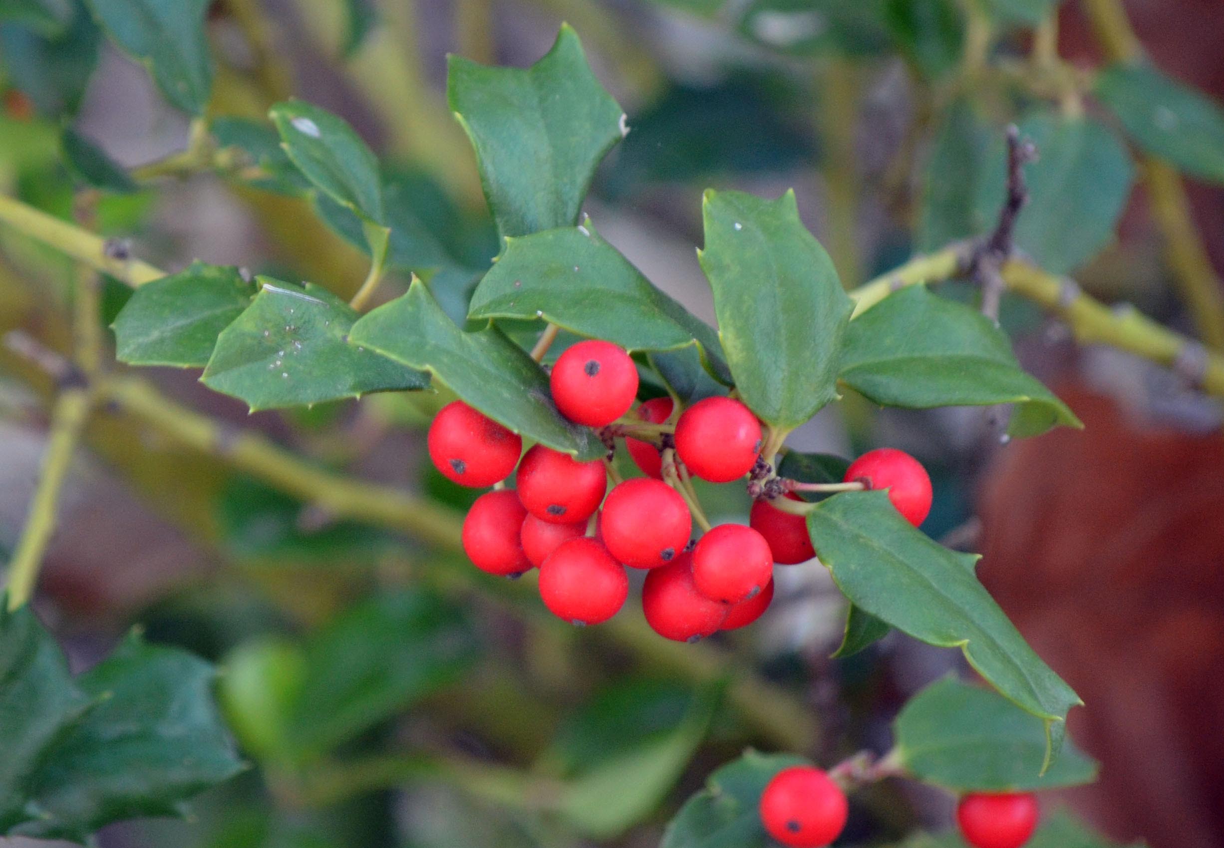 Ilex × meserveae ‘Conapry’ [sold as Blue Princess®] – Purdue Arboretum ...