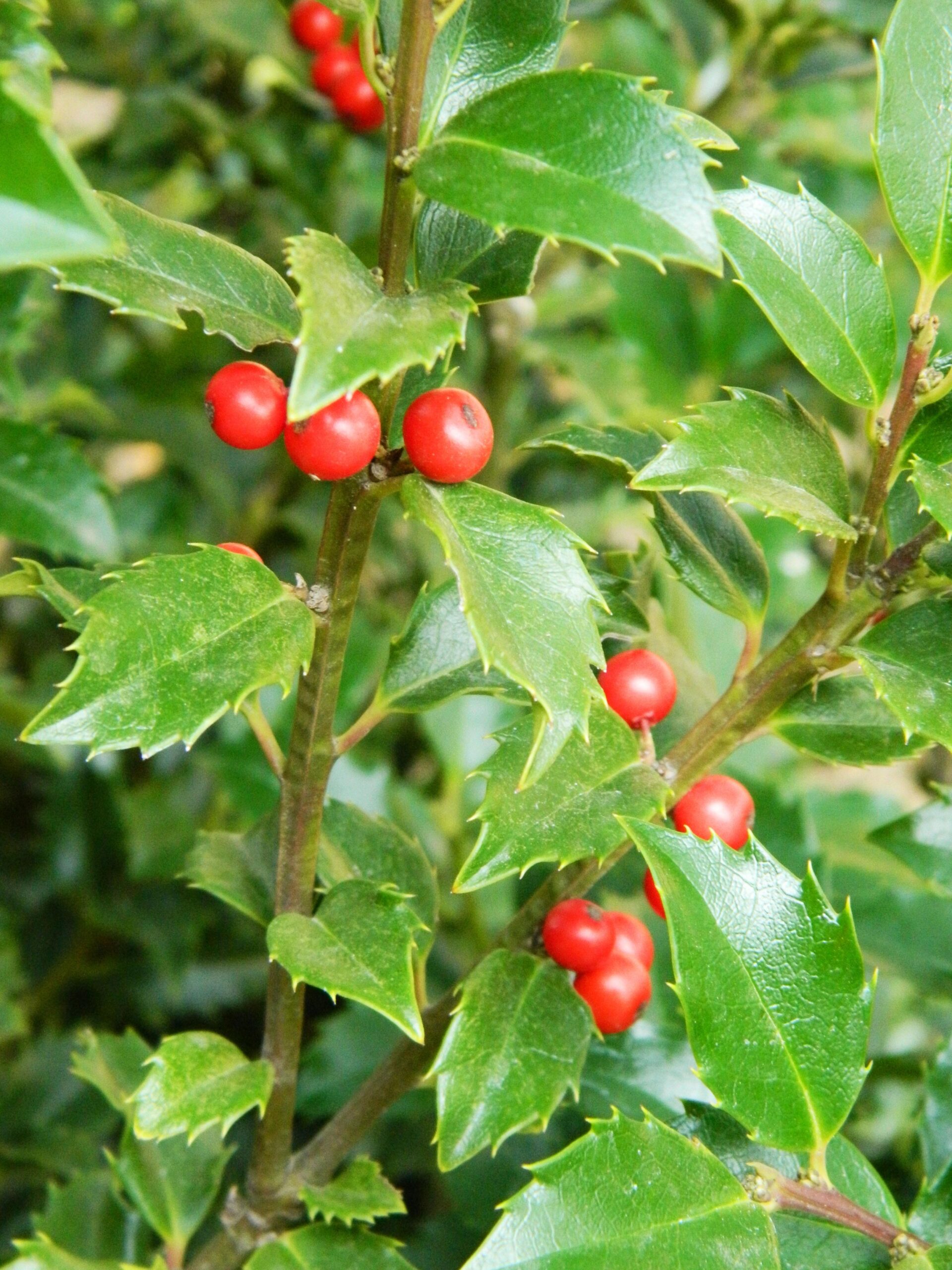 Ilex × meserveae ‘Conapry’ [sold as Blue Princess®] – Purdue Arboretum ...